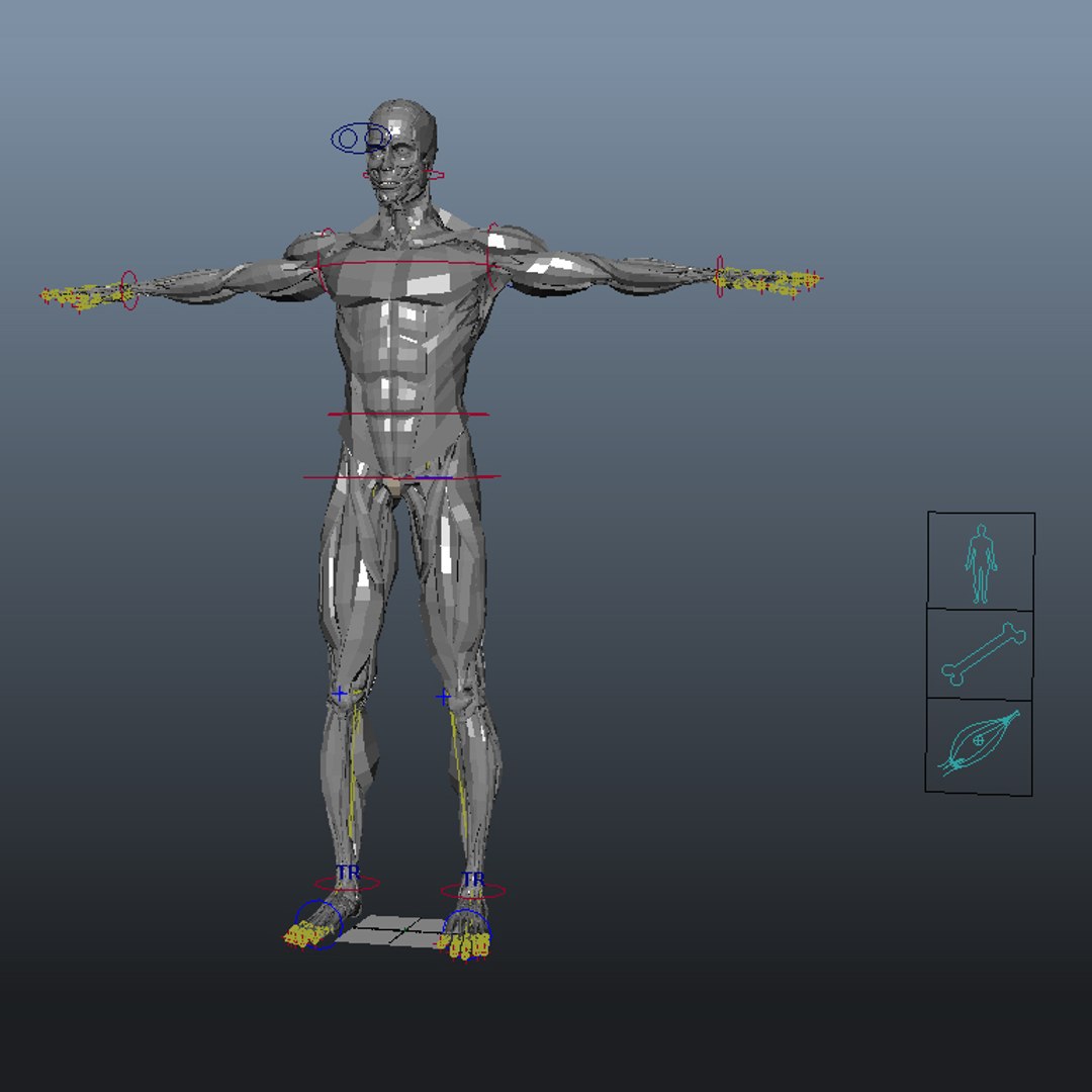 rigged complete male anatomy 3d ma