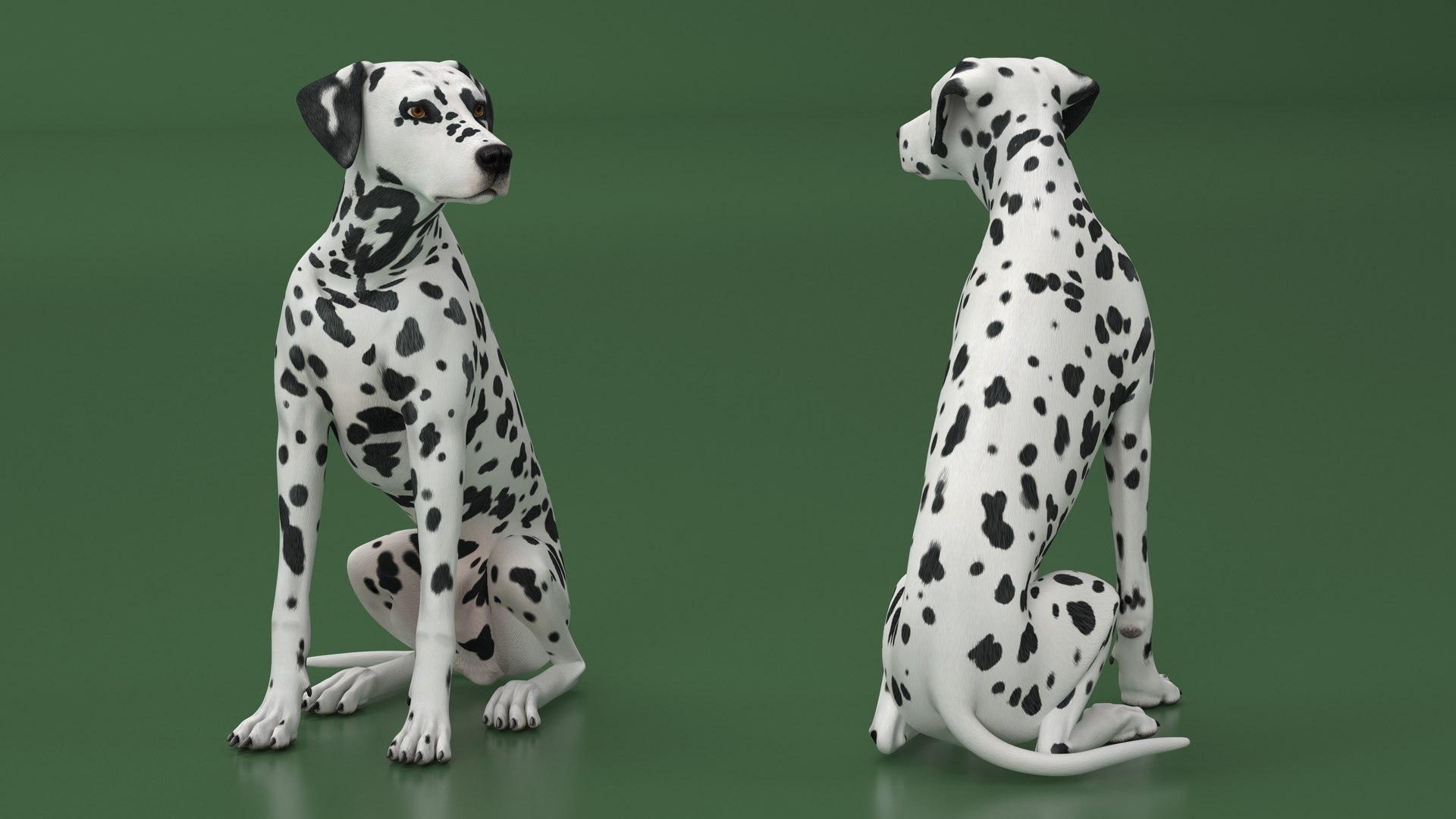 Spotted Sitting Dalmatian Dog 3D Model - TurboSquid 2230631