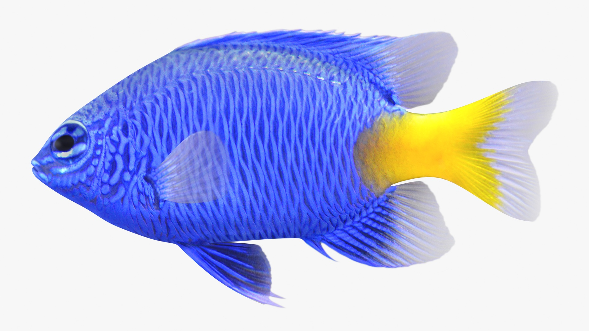 Yellowtail Damselfish Animation 3D - TurboSquid 1516448
