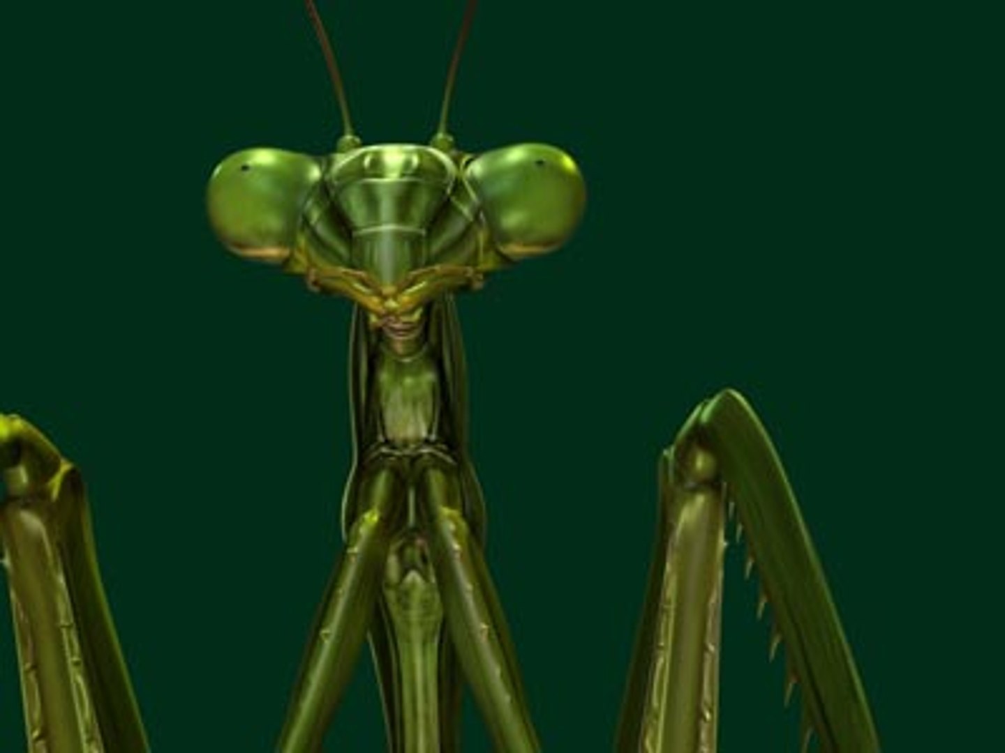female praying mantis v2 3d obj