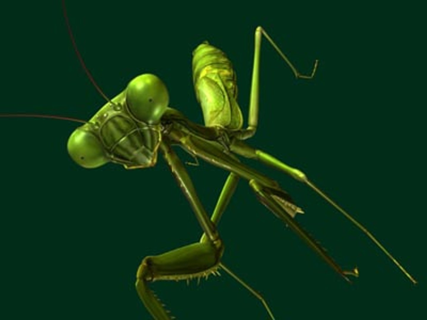 female praying mantis v2 3d obj