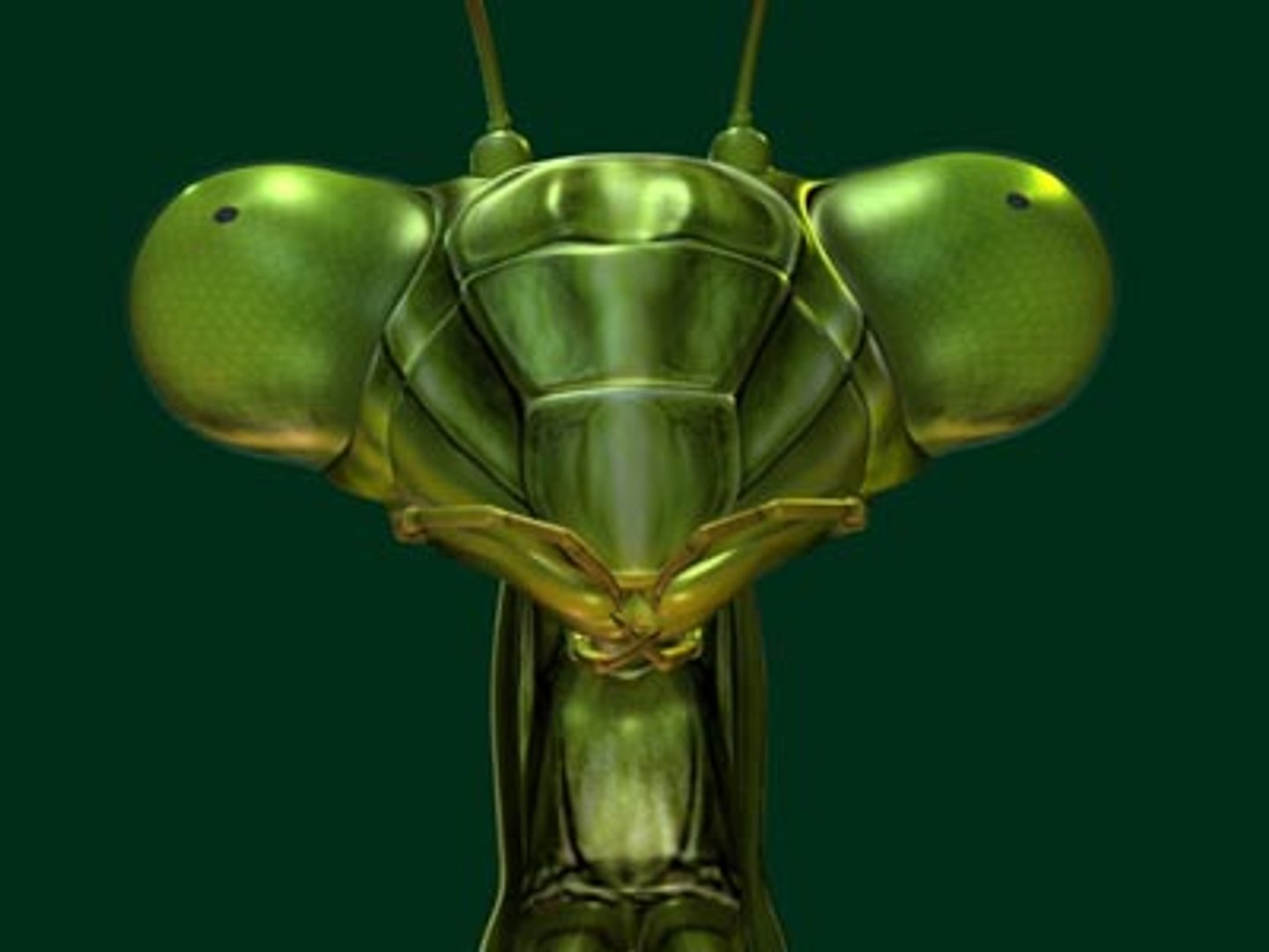 female praying mantis v2 3d obj