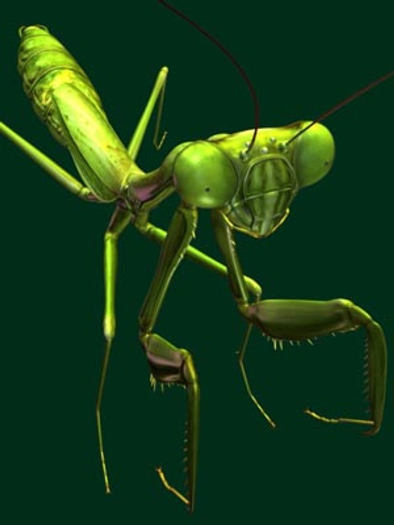 female praying mantis v2 3d obj