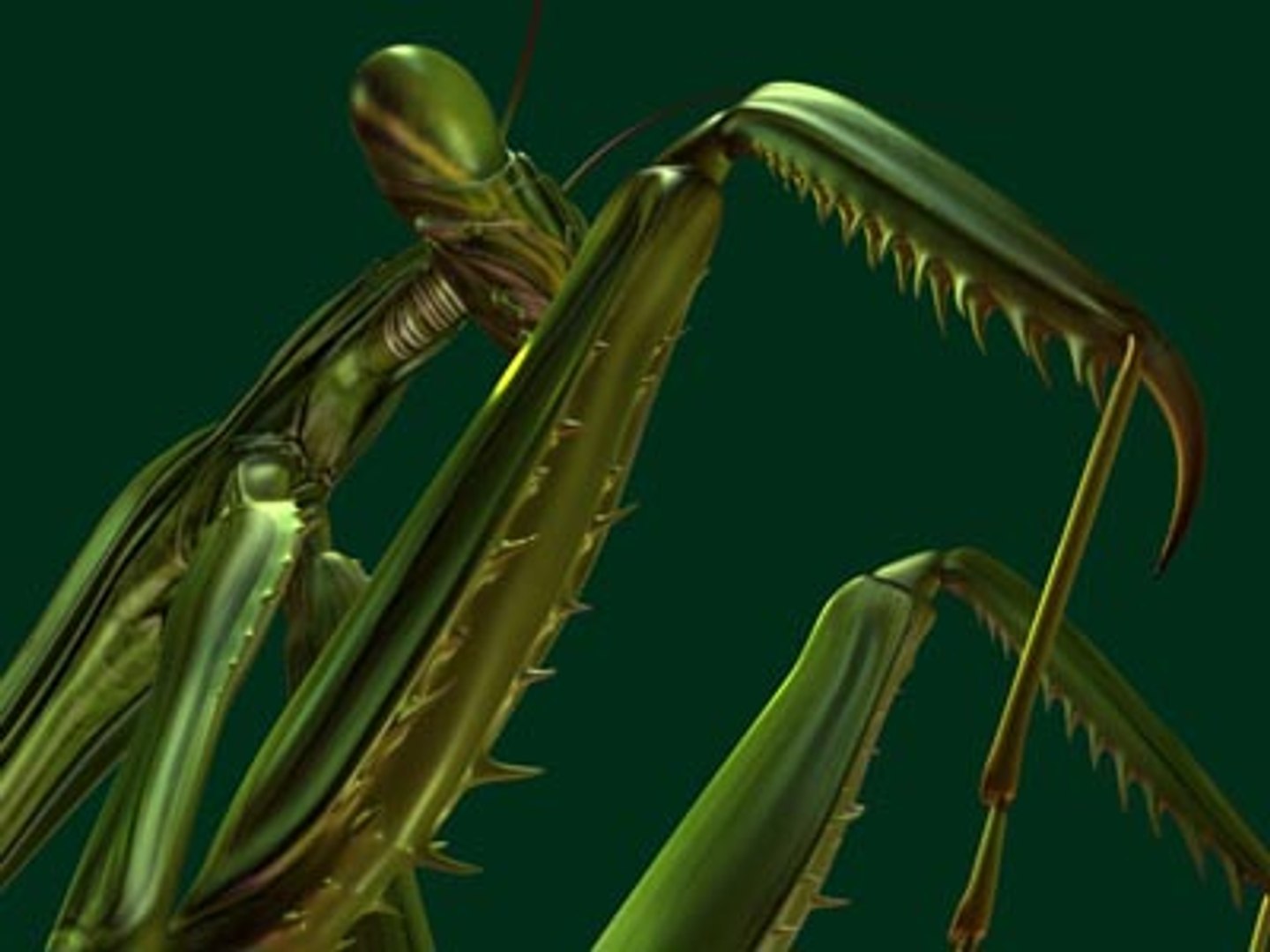 female praying mantis v2 3d obj