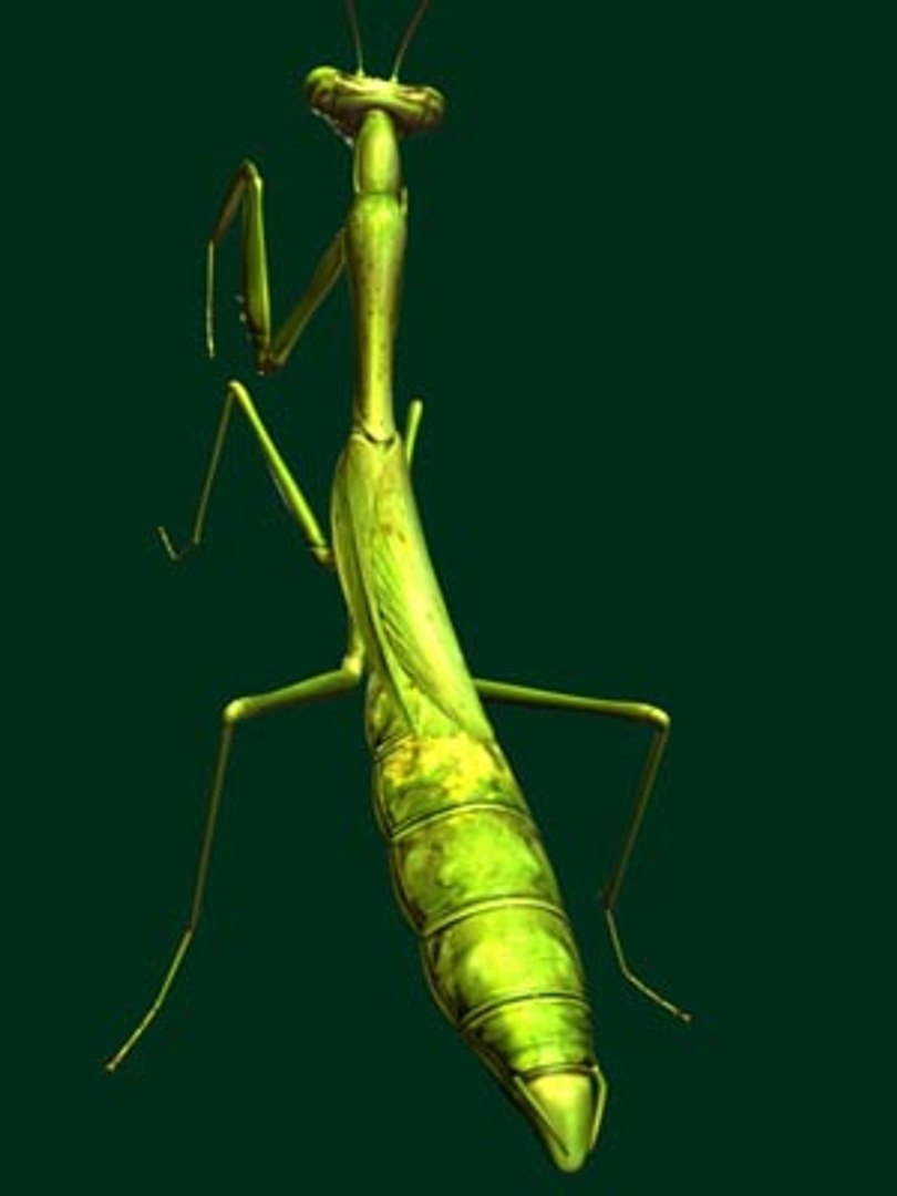 Female Praying Mantis V2 3d Obj