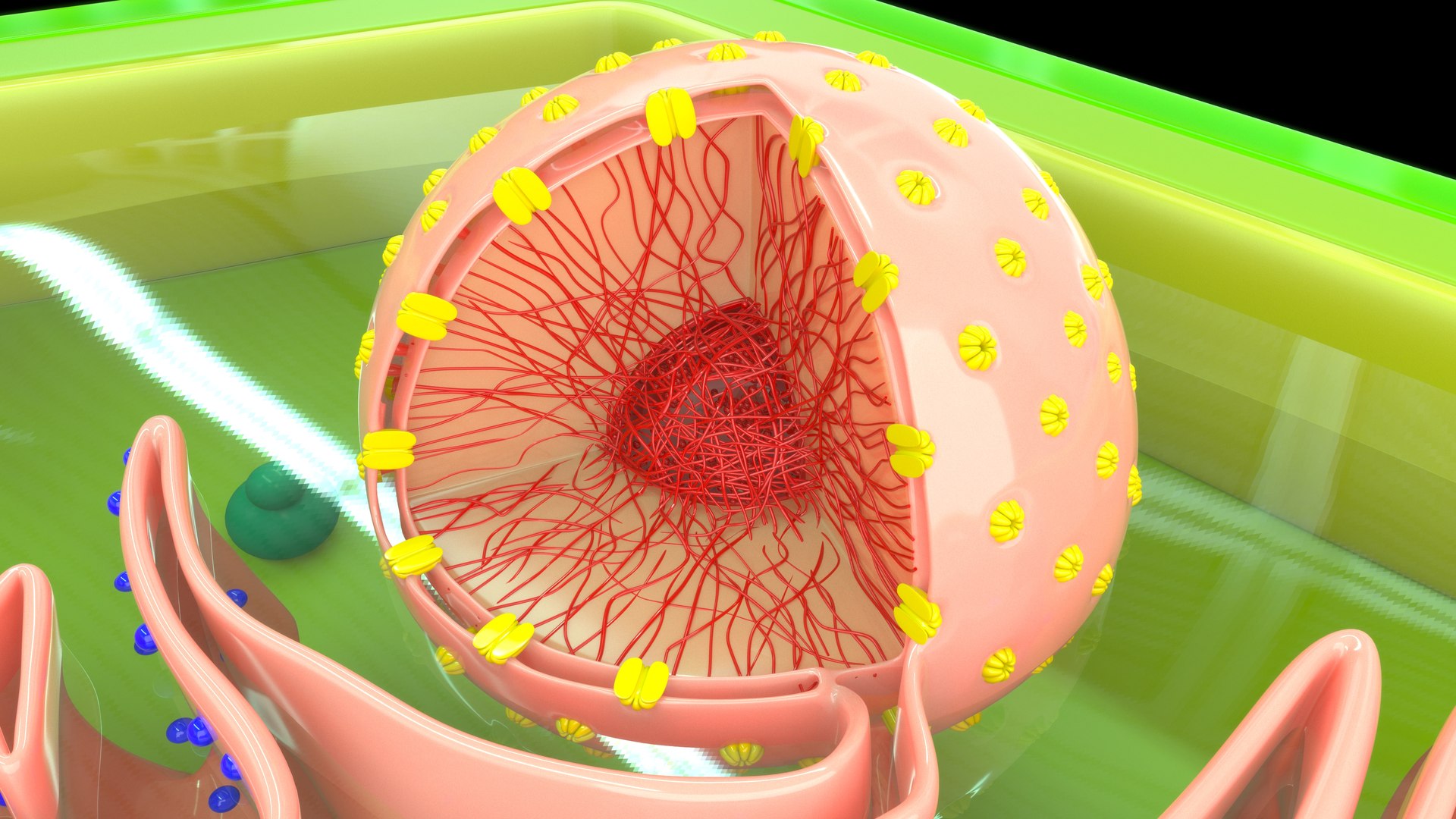 Plant Cell 3D Model - TurboSquid 2205410