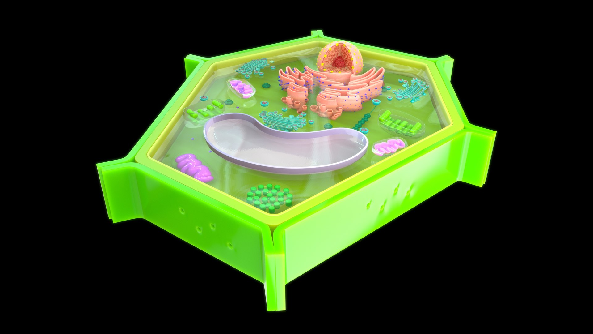 Plant Cell 3D Model - TurboSquid 2205410