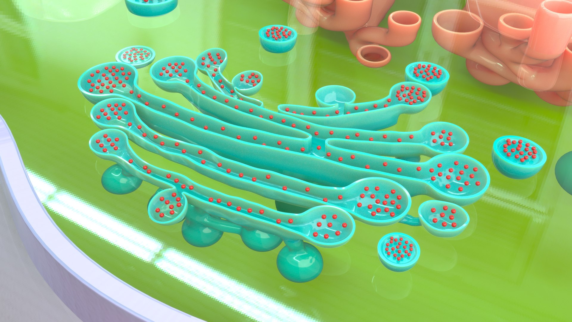 Plant Cell 3D Model - TurboSquid 2205410