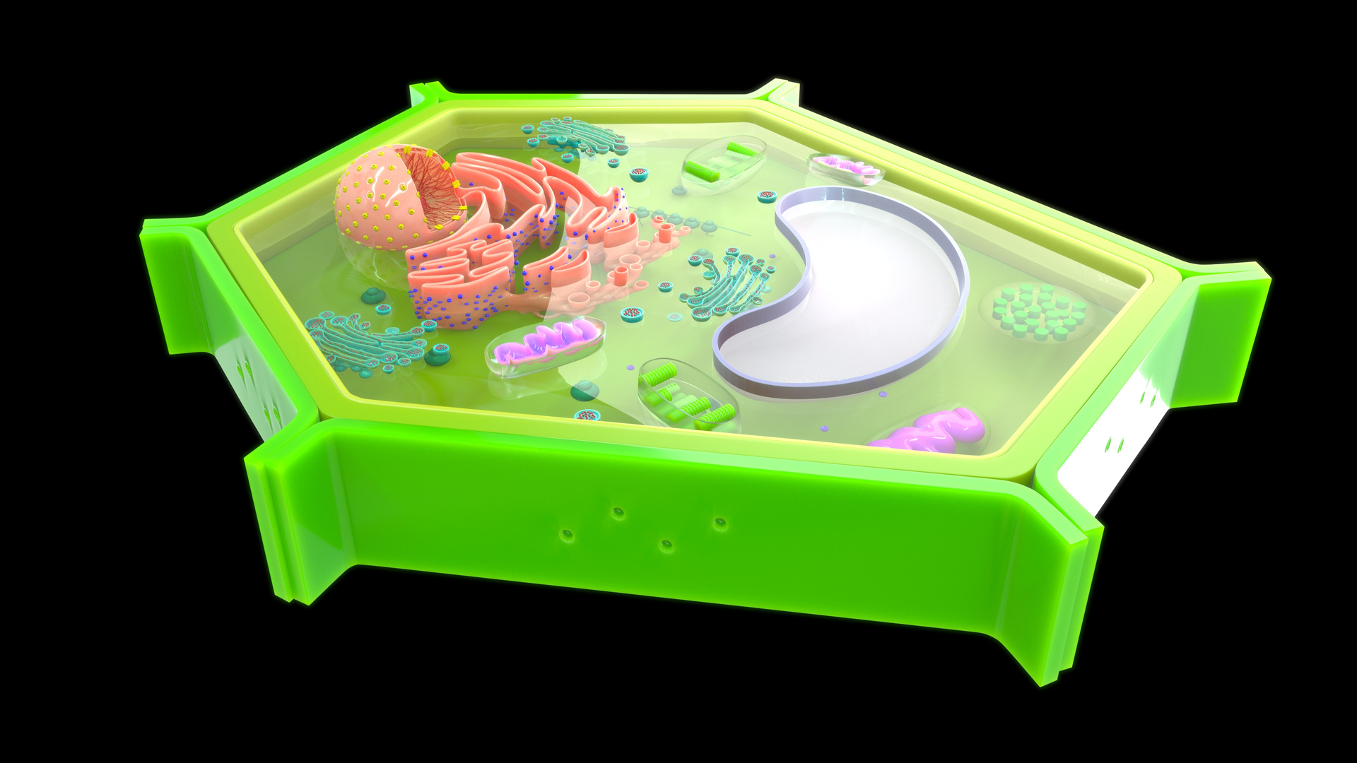 modelo 3d Célula vegetal - TurboSquid 2205410