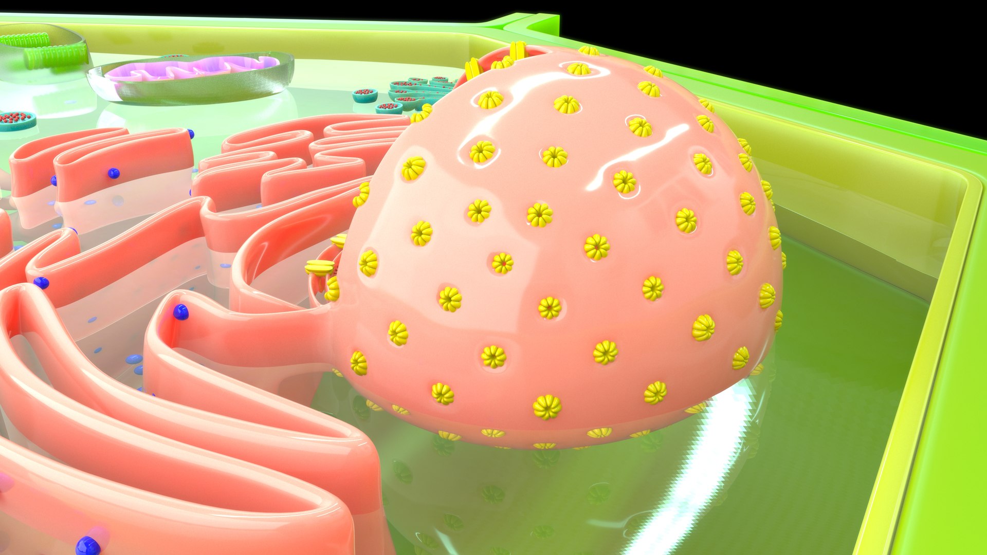 Plant Cell 3D Model - TurboSquid 2205410