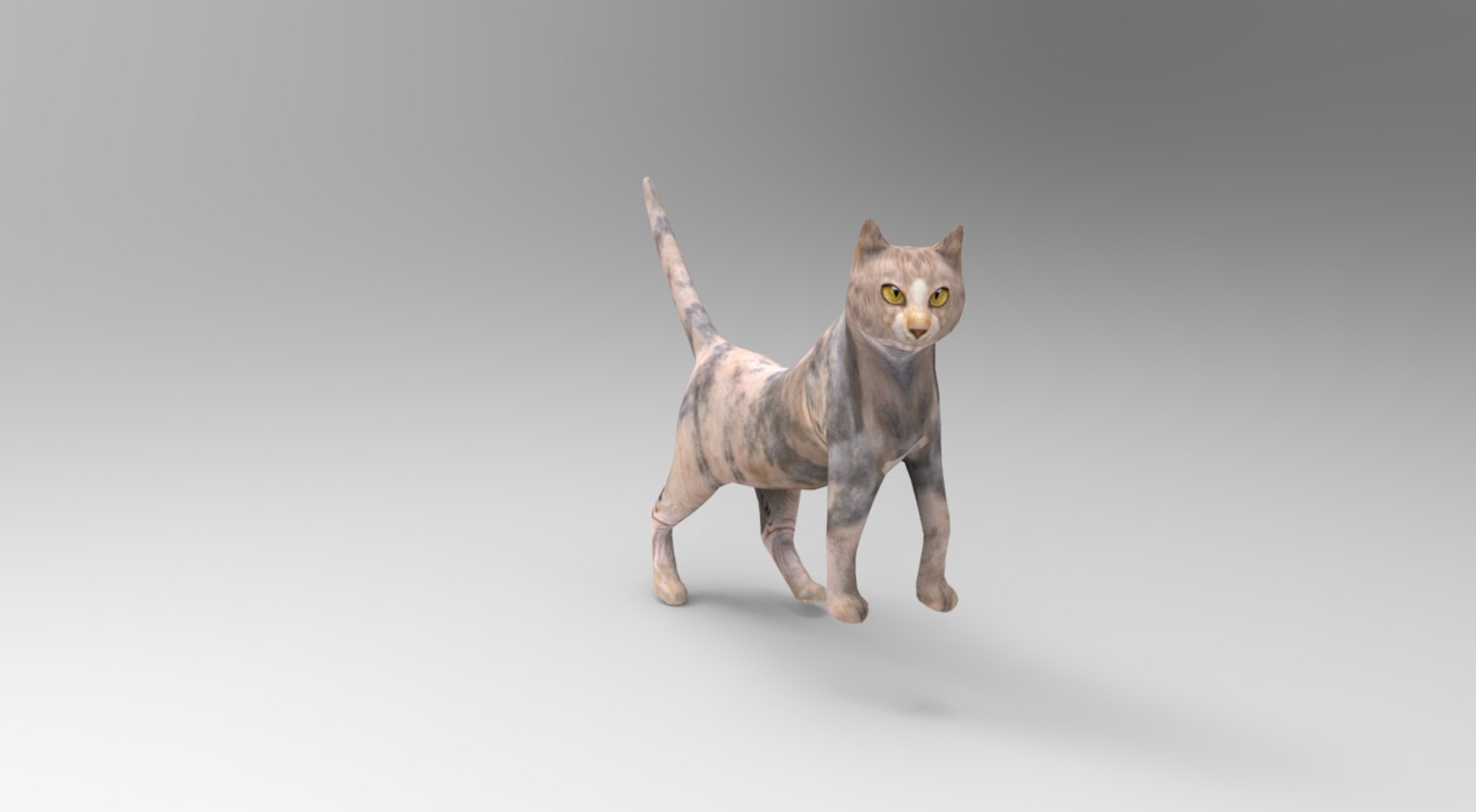 3D Cat Animations Model | 1142786 | TurboSquid