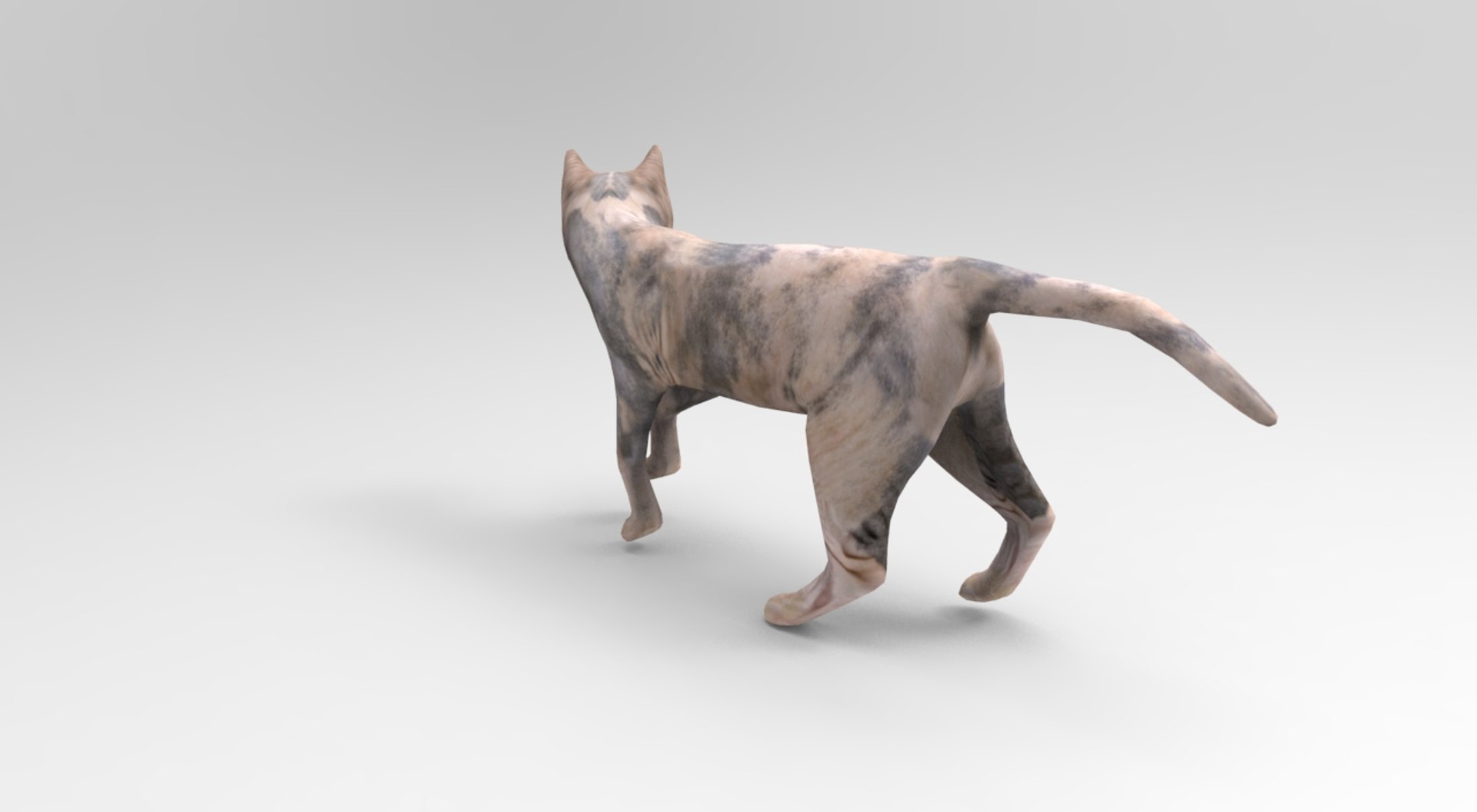 3D Cat Animations Model | 1142786 | TurboSquid