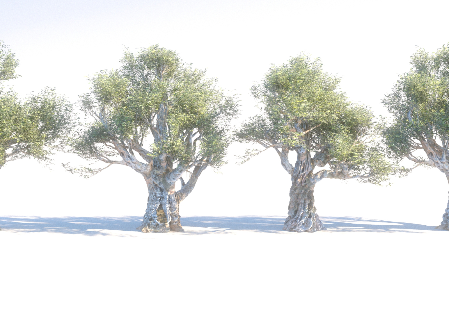 Olive Trees Pack 3D - TurboSquid 1644508