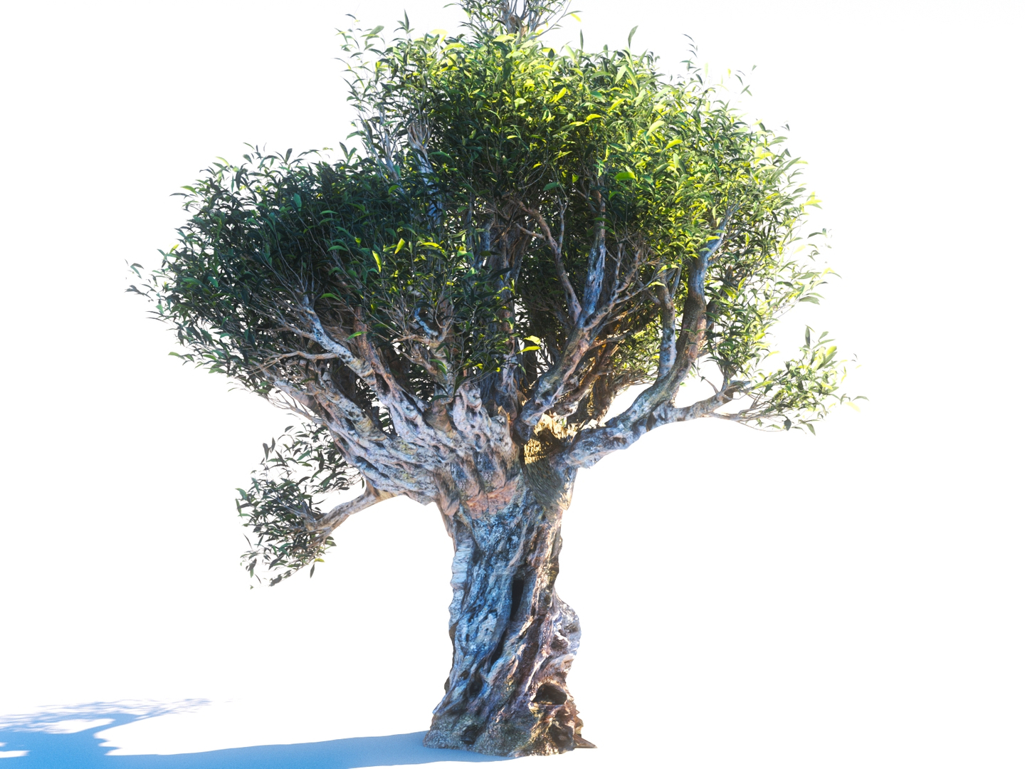 Olive Trees Pack 3D - TurboSquid 1644508