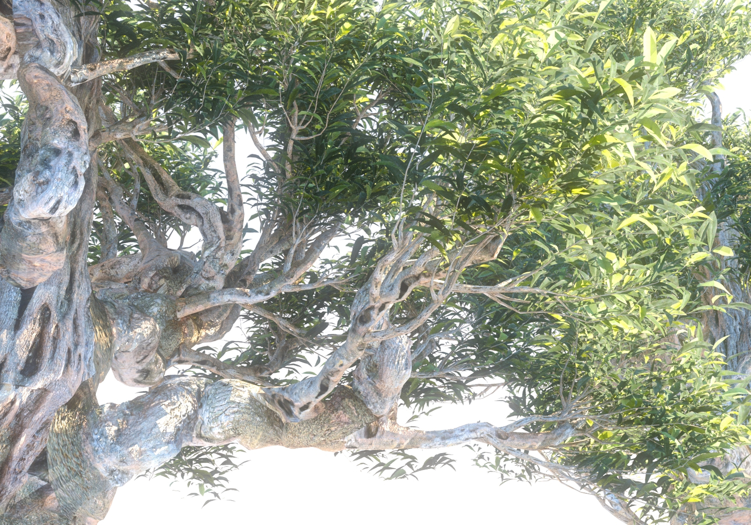 Olive Trees Pack 3D - TurboSquid 1644508