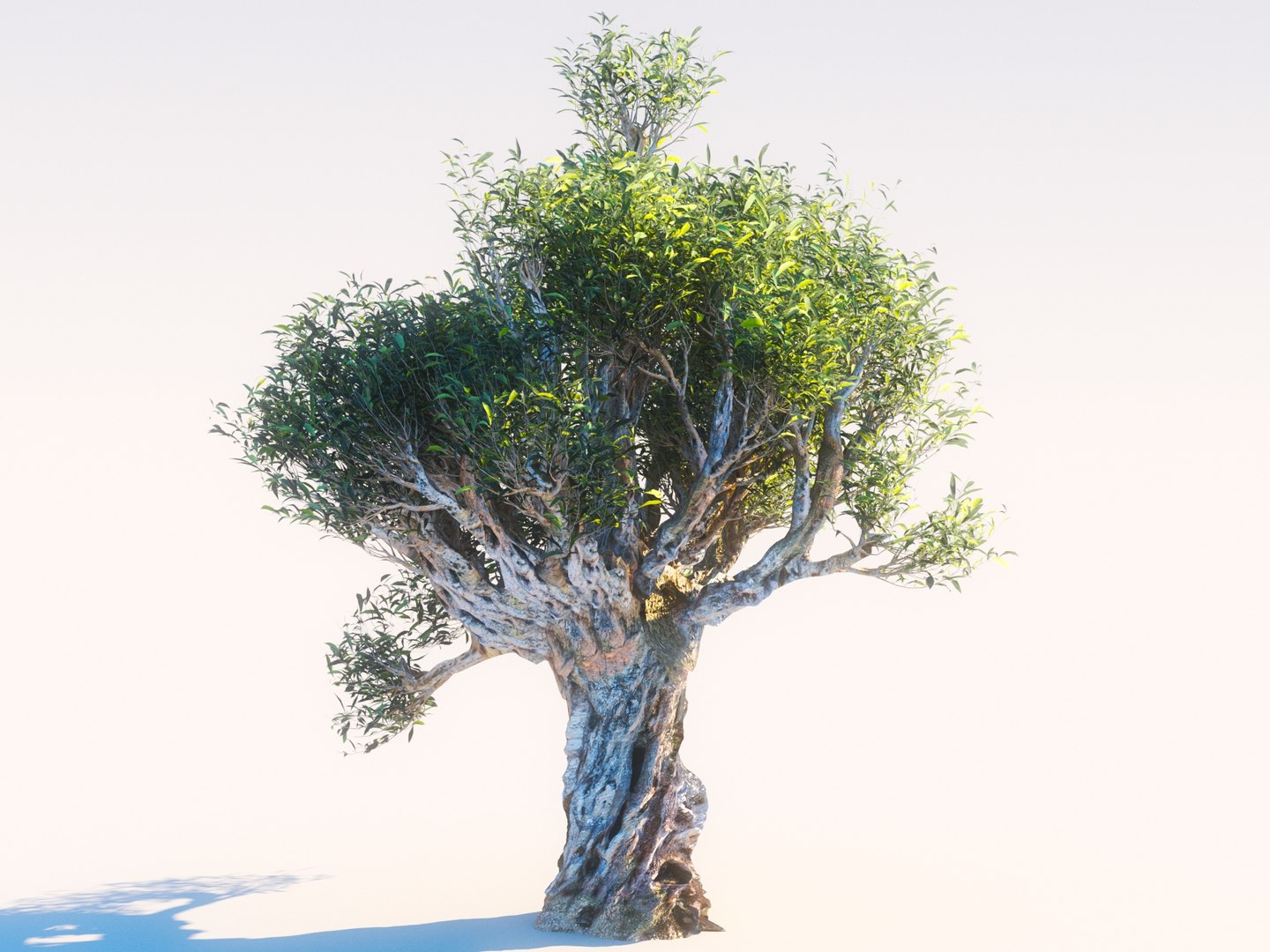 Olive Trees Pack 3D - TurboSquid 1644508