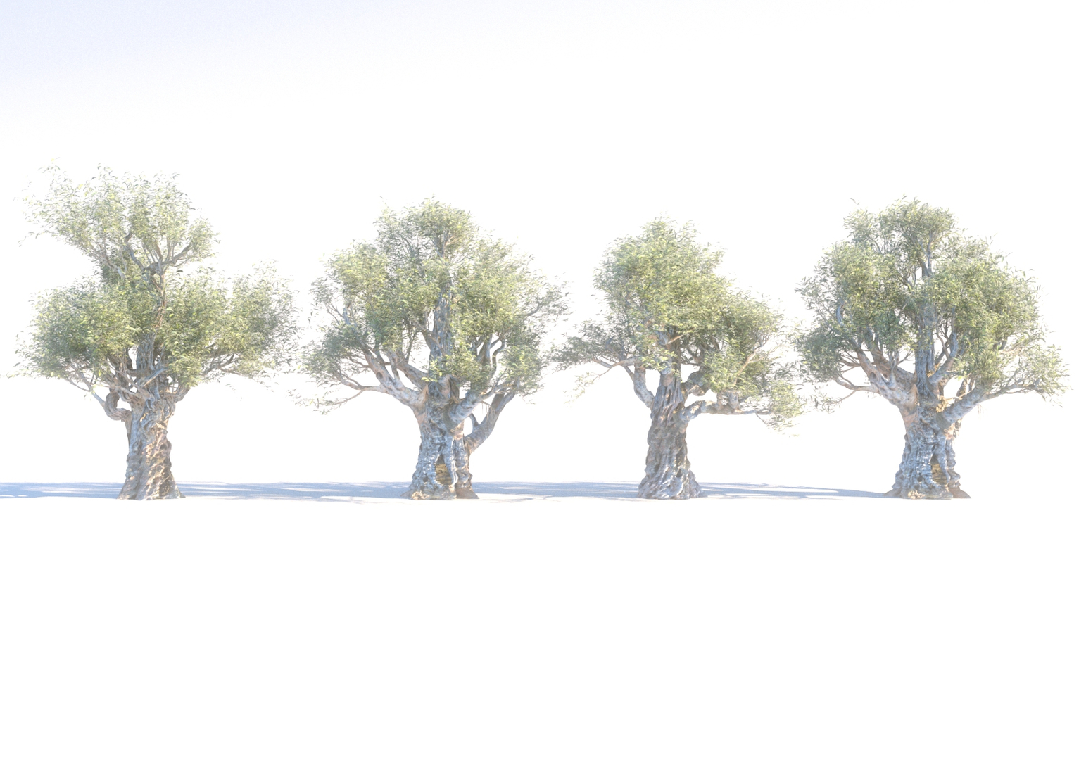 Olive Trees Pack 3D - TurboSquid 1644508
