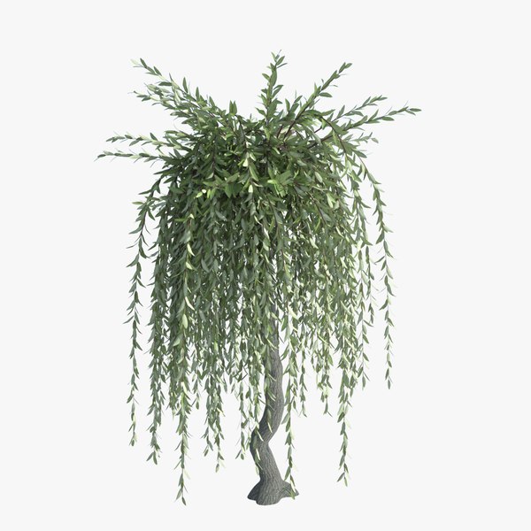 Willow Tree 3D Models for Download | TurboSquid