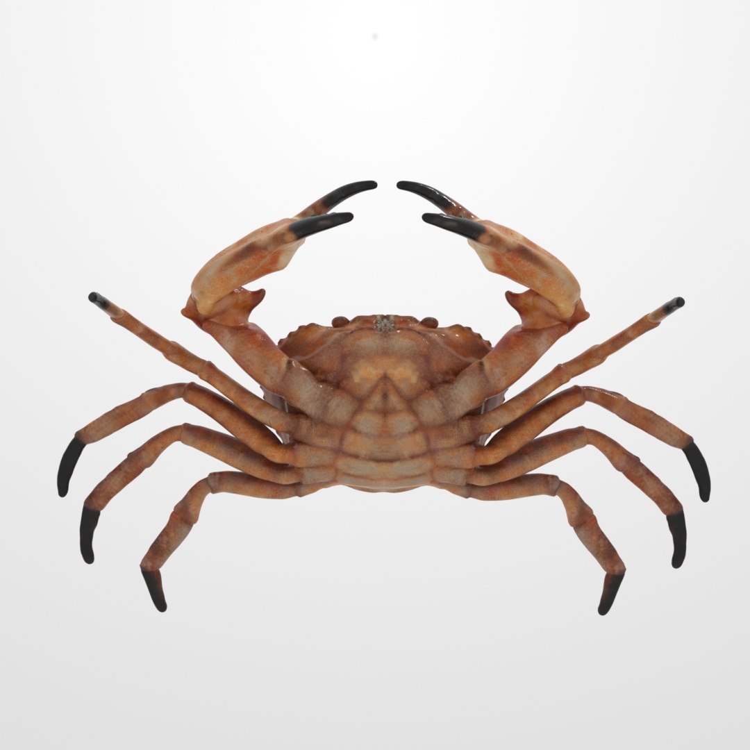 3D Model Crab Vr Realtime - TurboSquid 1462777