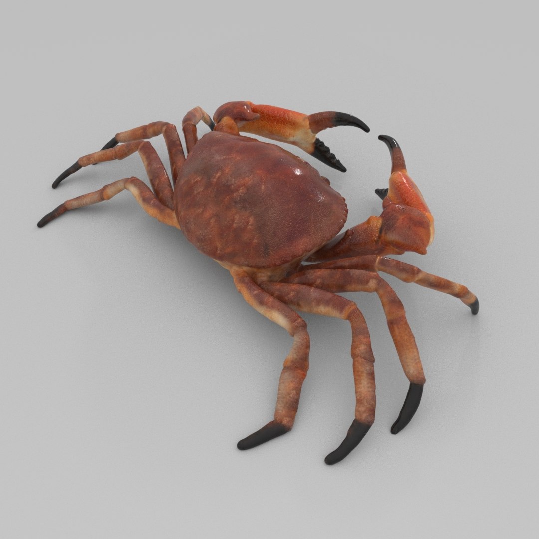 3D Model Crab Vr Realtime - TurboSquid 1462777