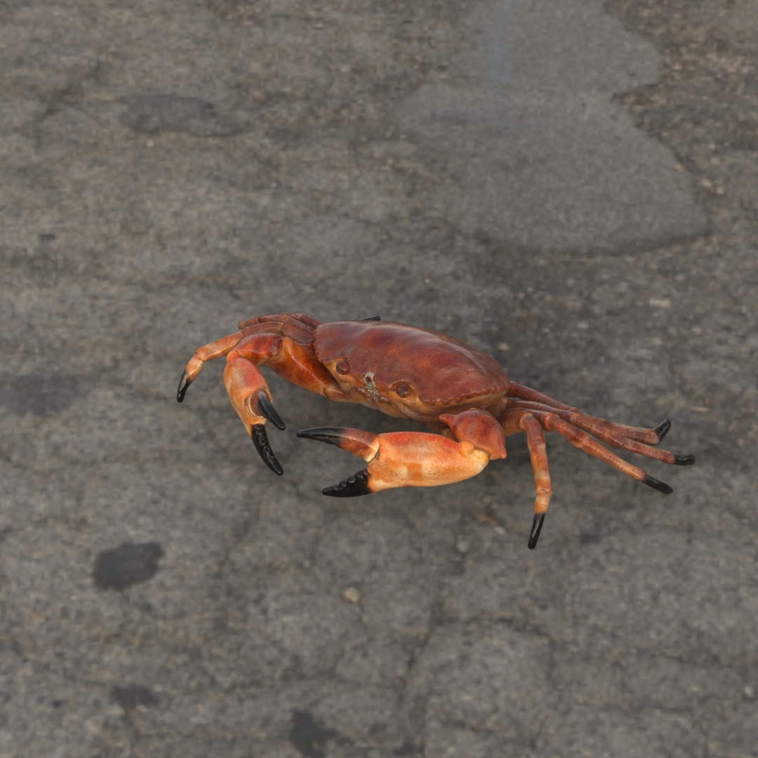 3D Model Crab Vr Realtime - TurboSquid 1462777
