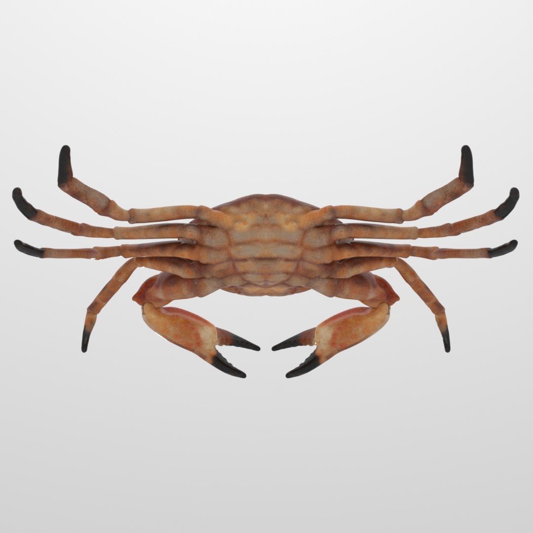3D Model Crab Vr Realtime - TurboSquid 1462777