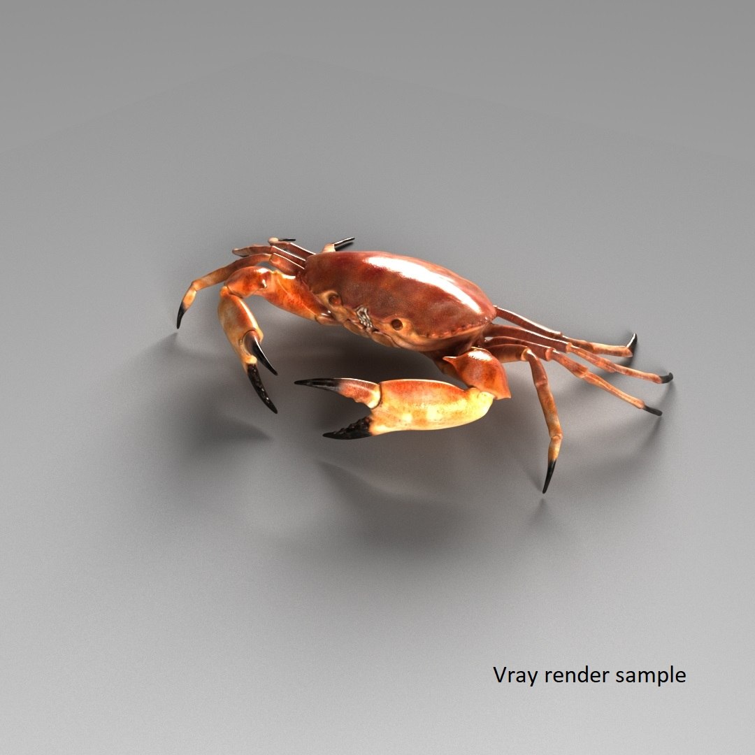 3D Model Crab Vr Realtime - TurboSquid 1462777