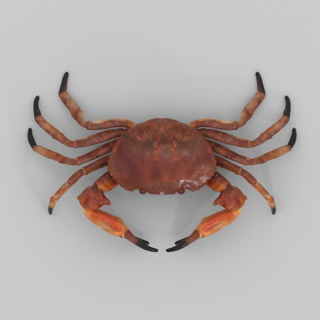 3D Model Crab Vr Realtime - TurboSquid 1462777
