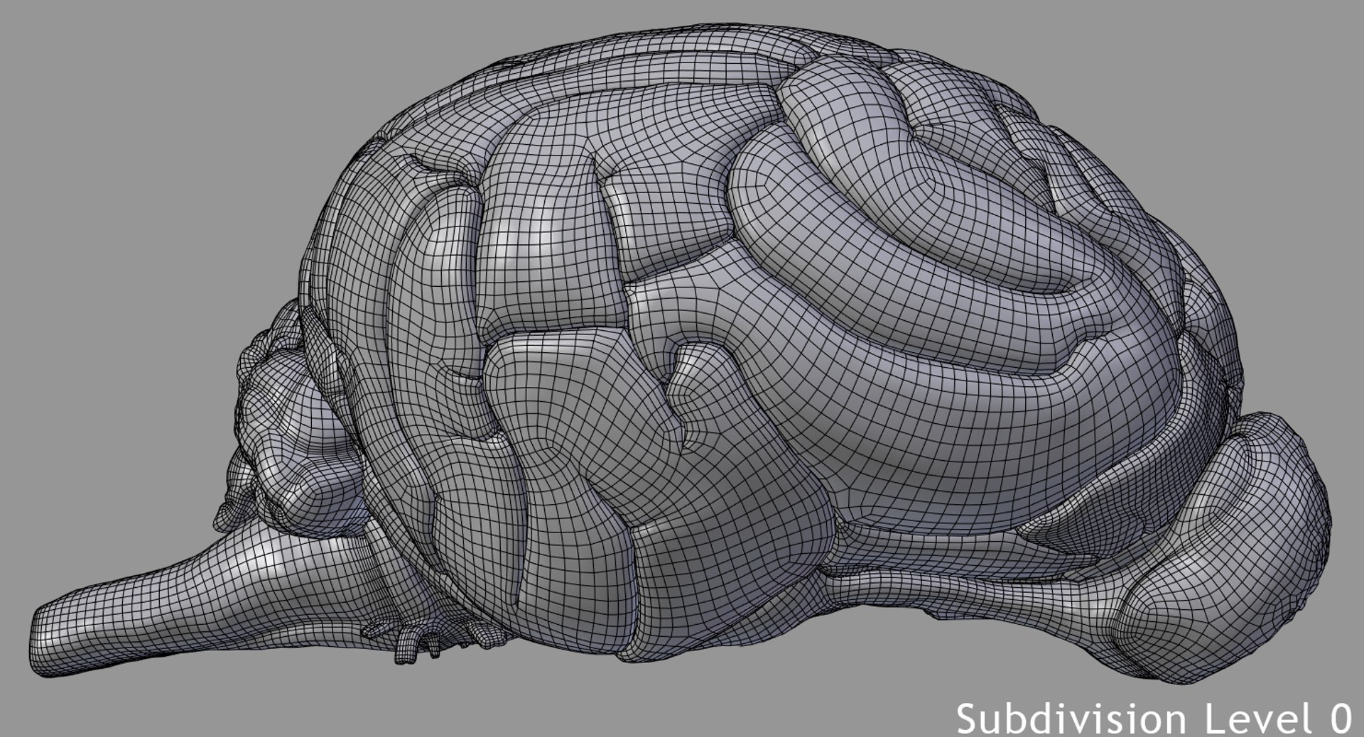 Dog Brain 3d Model