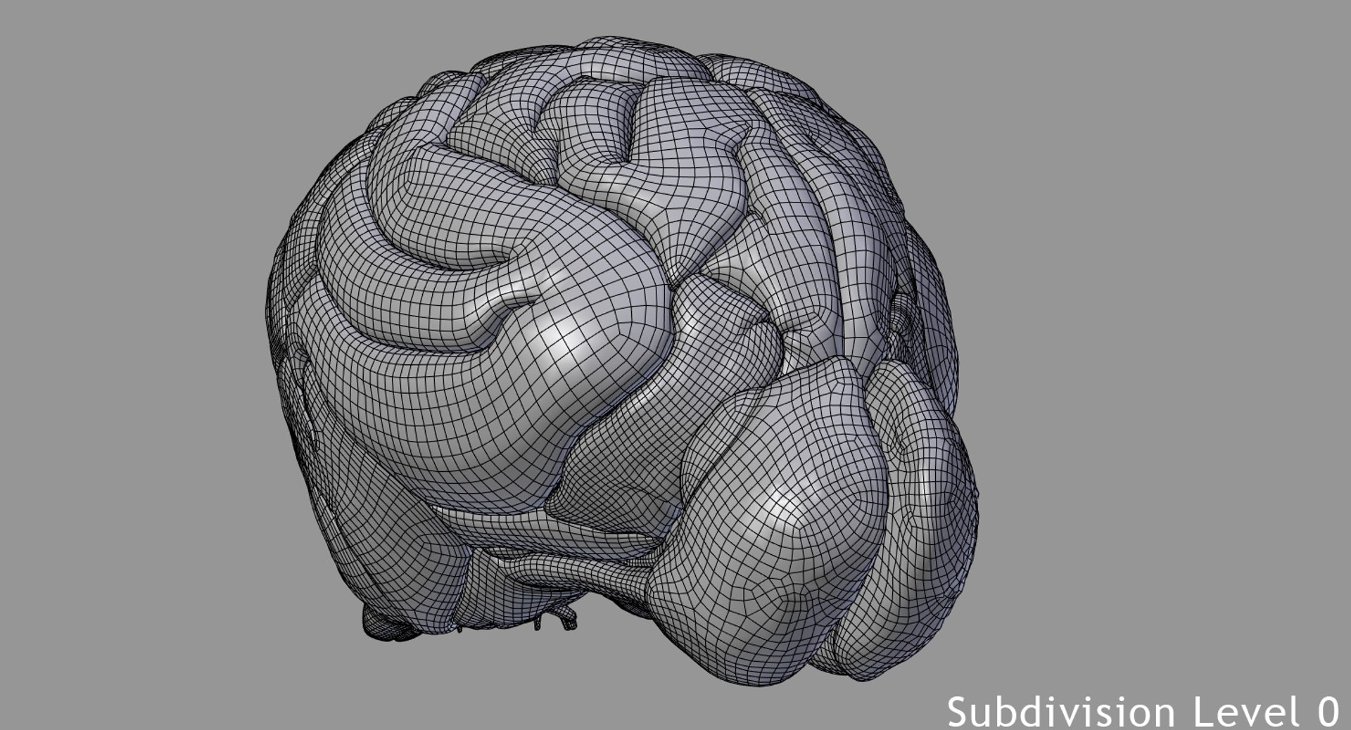 Dog Brain 3d Model