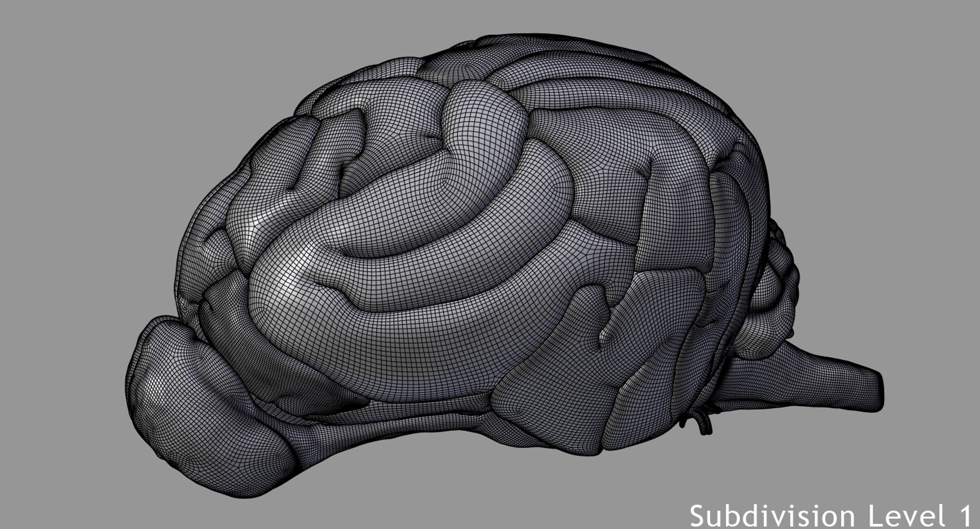 Dog Brain 3d Model