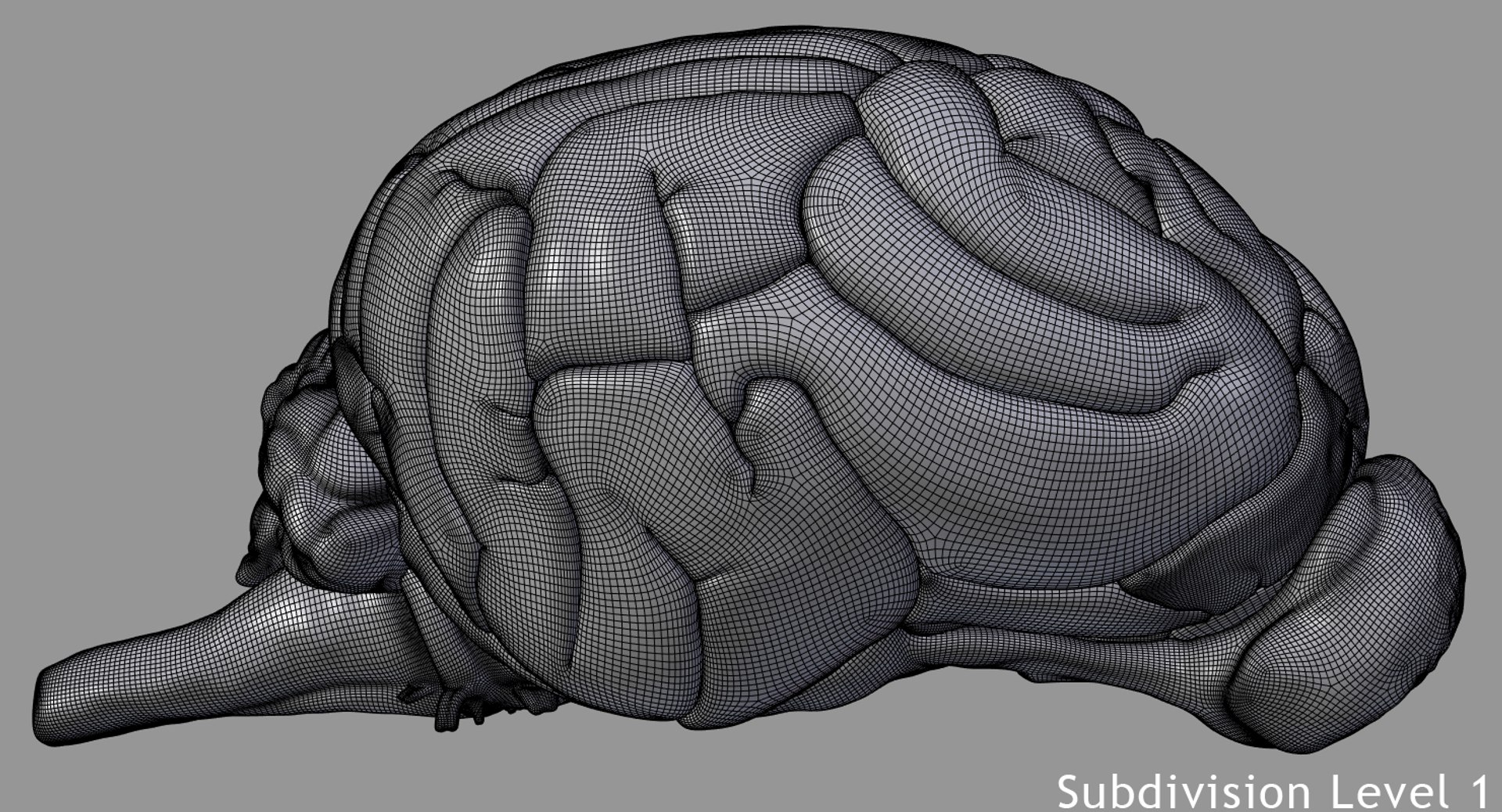 Dog Brain 3d Model
