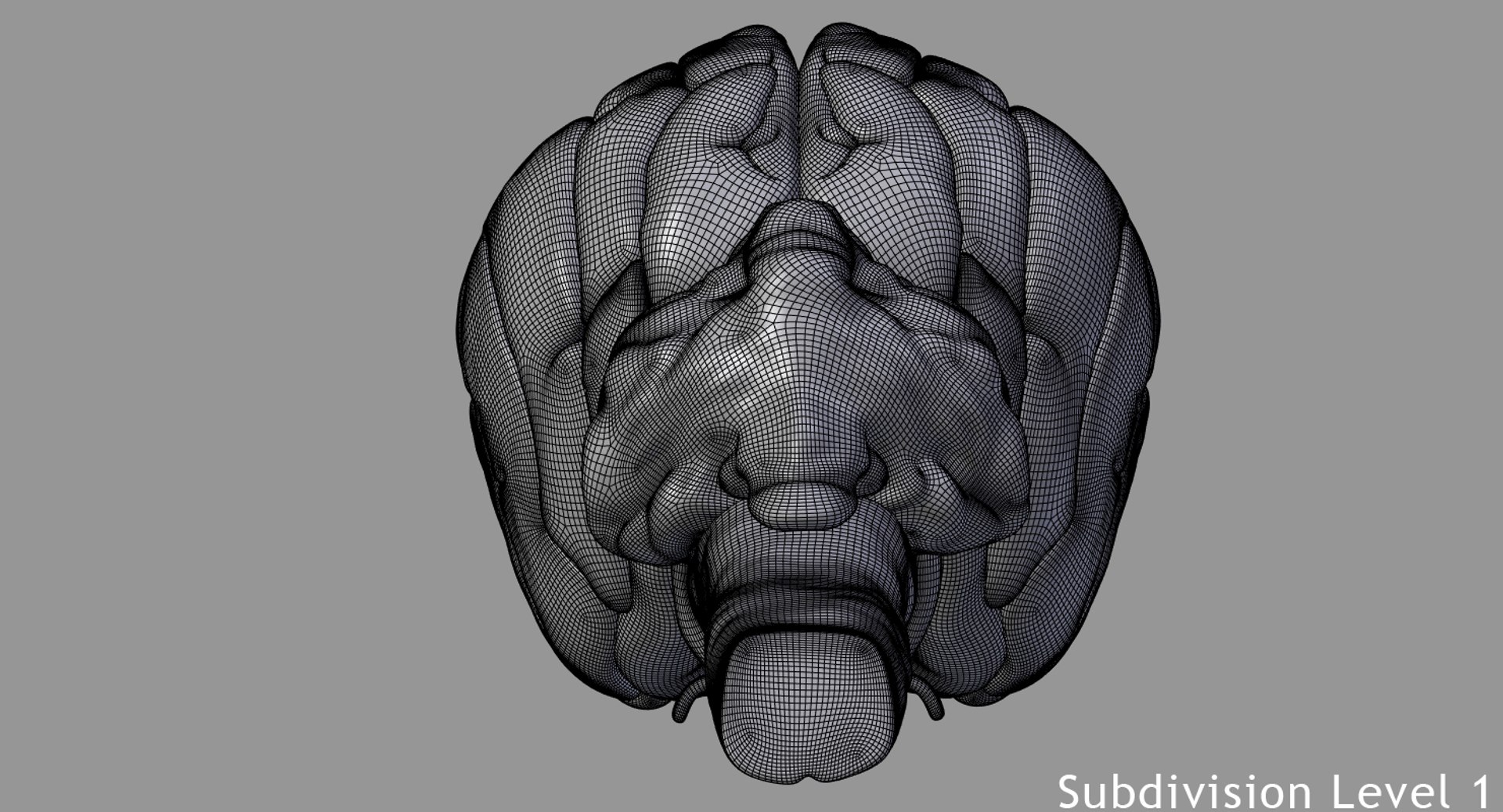 dog brain 3d model