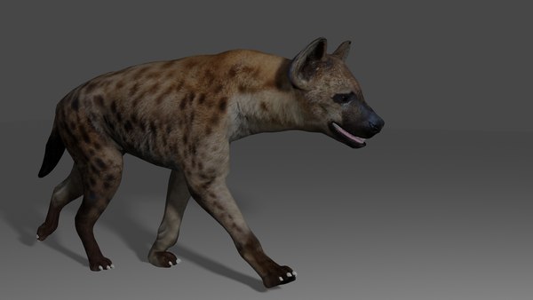 modelo 3d Spotted Hyena Rigged Model - TurboSquid 1990793