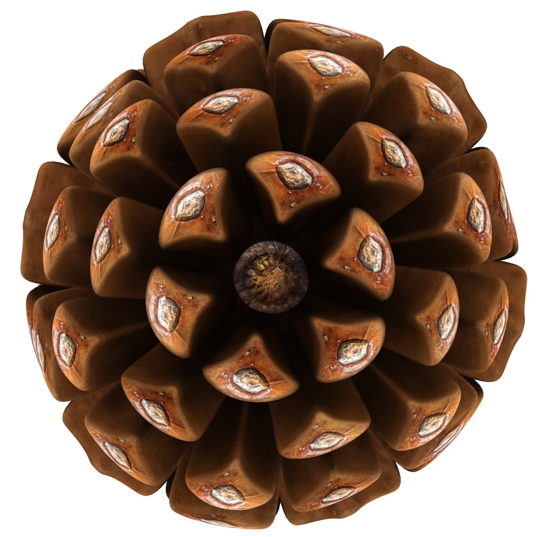 Conifer Cone 3d 3ds