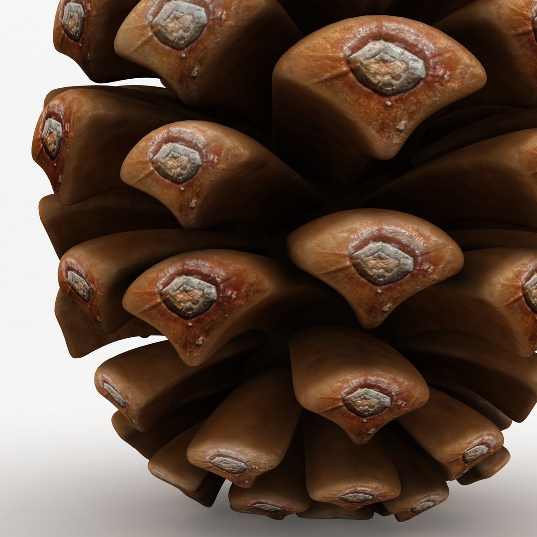 Conifer Cone 3d 3ds