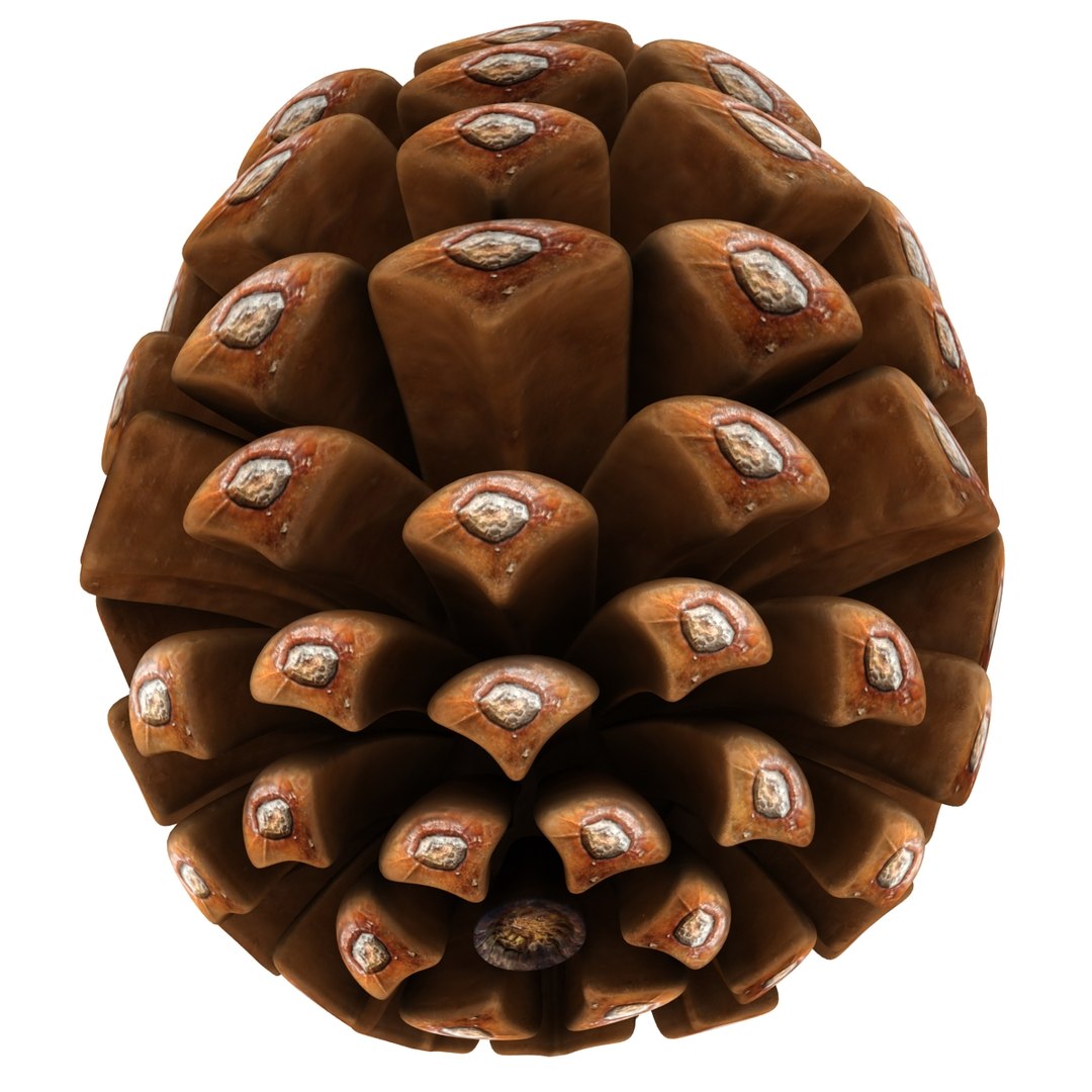 Conifer Cone 3d 3ds