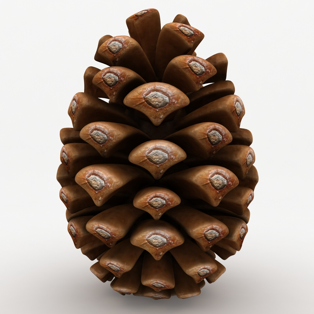 Conifer Cone 3d 3ds