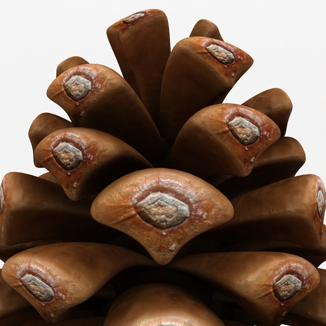 Conifer Cone 3d 3ds