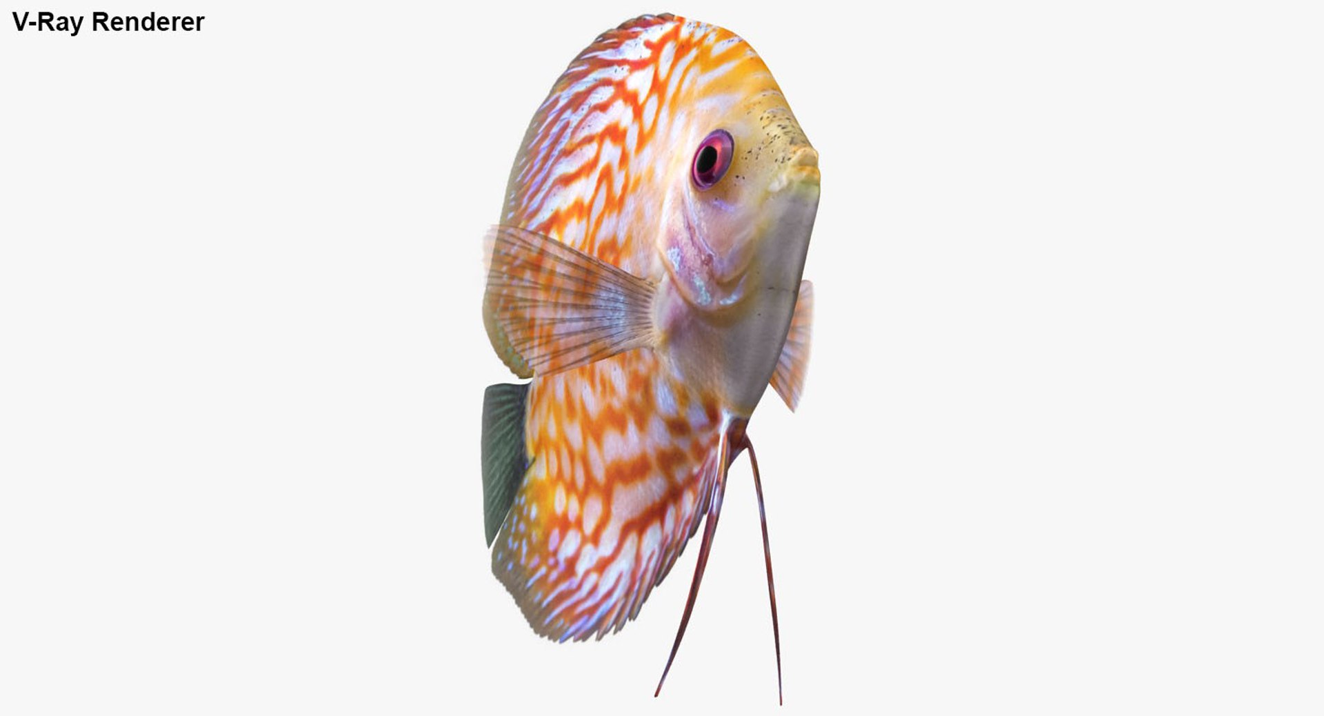 Discus Fish 2 Rigged 3D Model - TurboSquid 1285776
