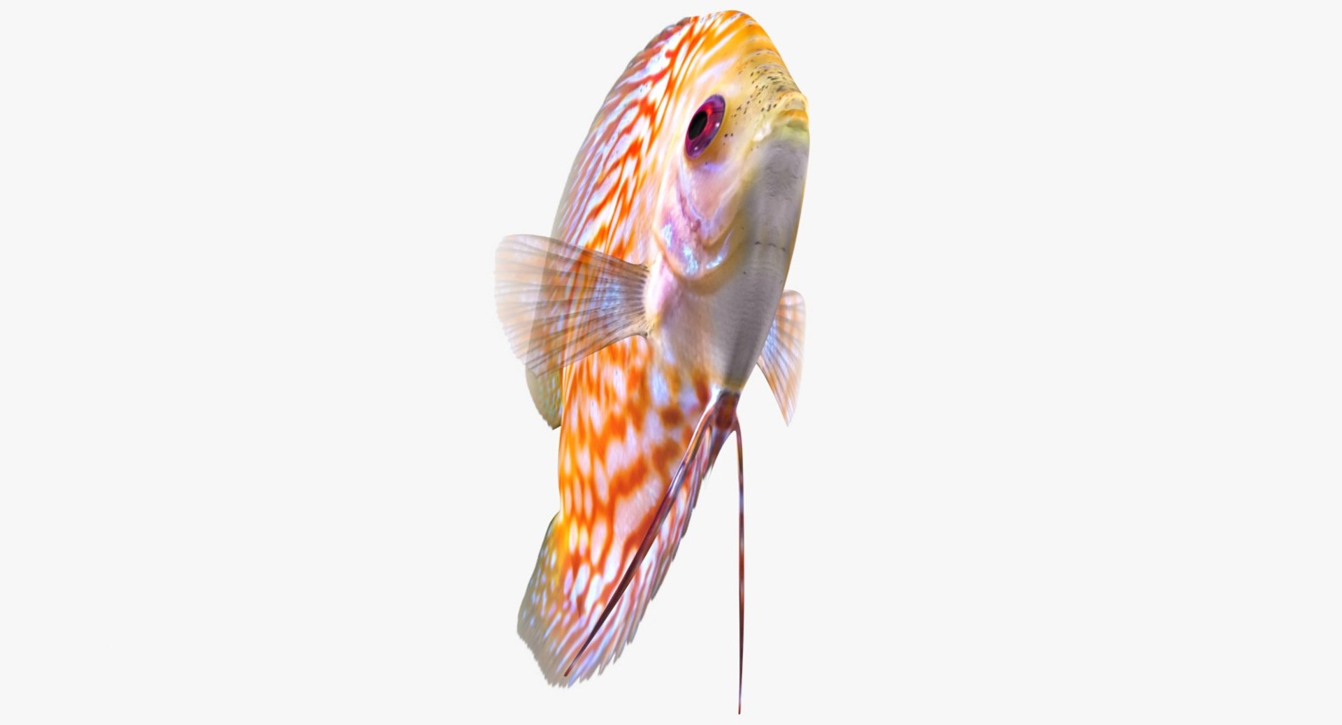 Discus Fish 2 Rigged 3D Model - TurboSquid 1285776