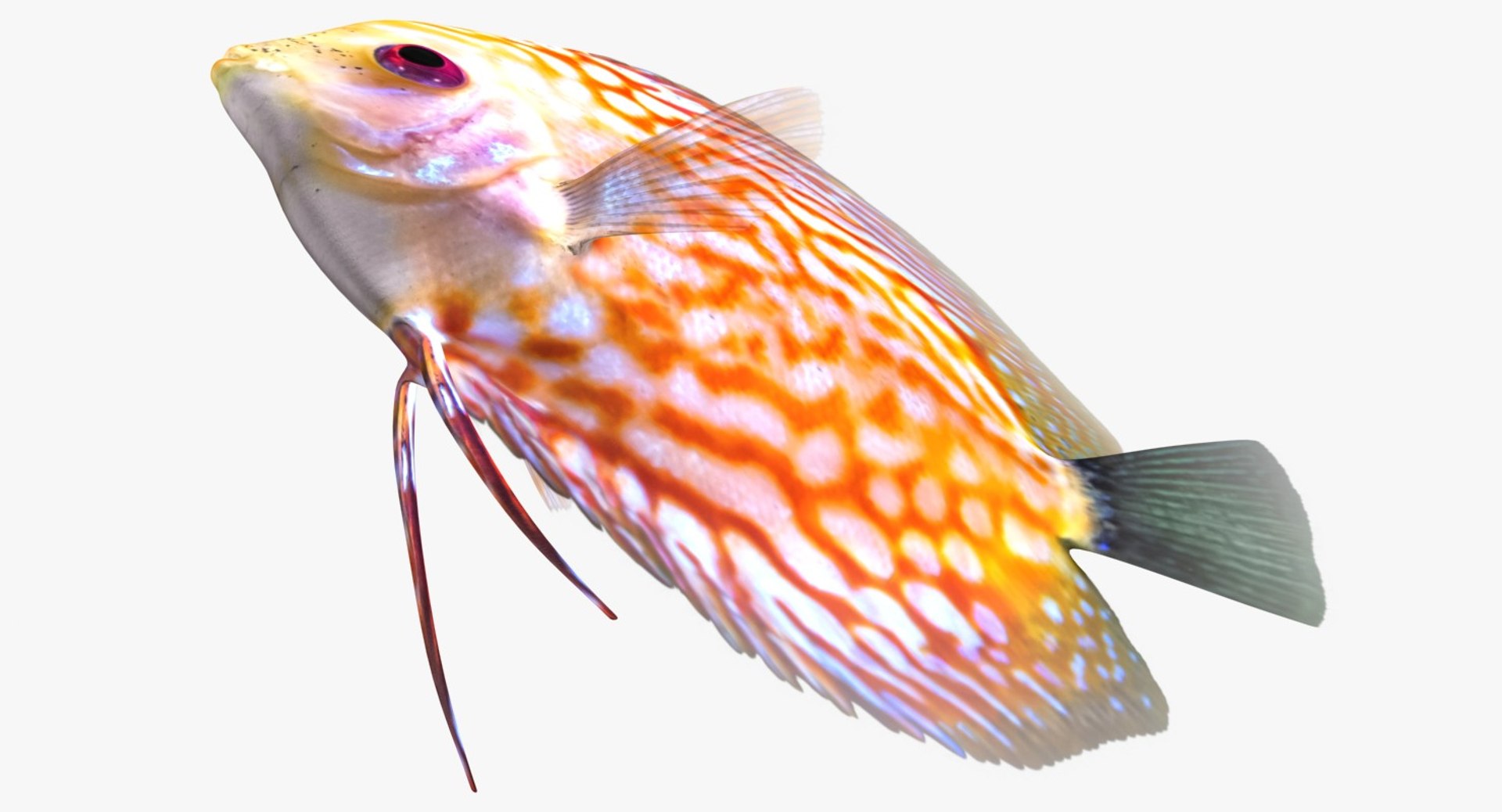 Discus Fish 2 Rigged 3D Model - TurboSquid 1285776