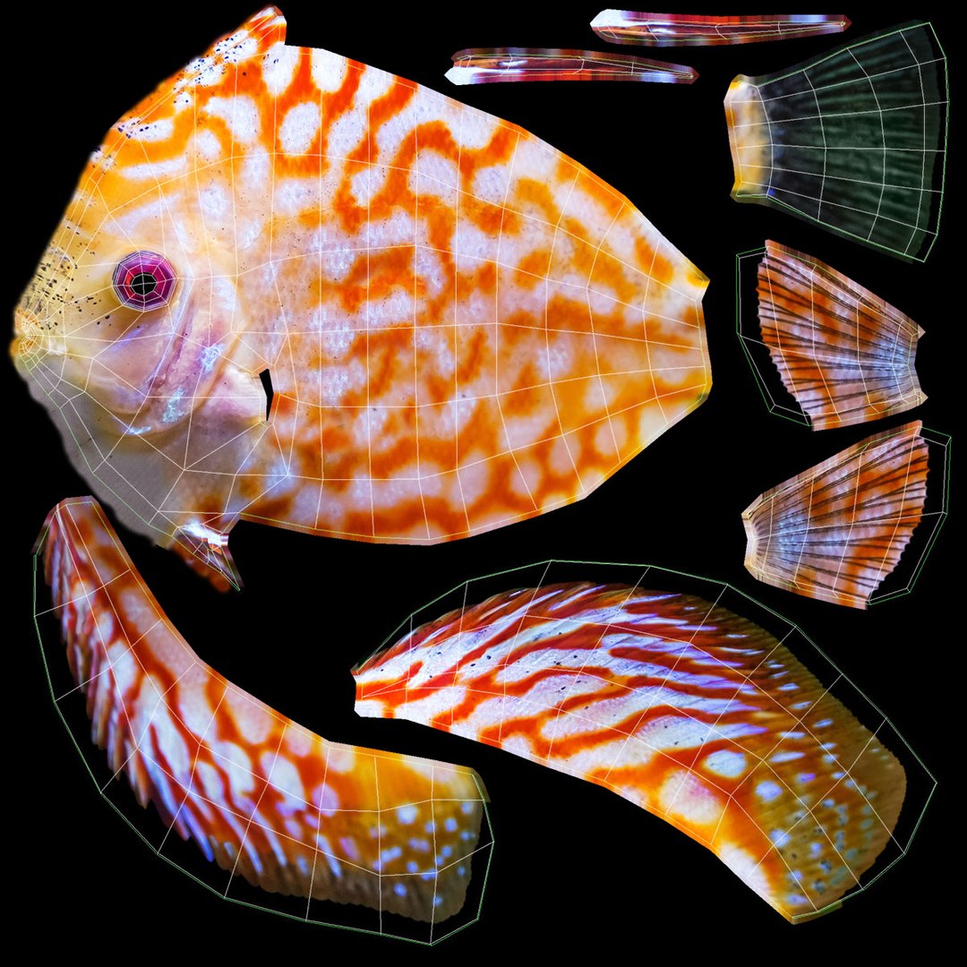 Discus Fish 2 Rigged 3D Model - TurboSquid 1285776
