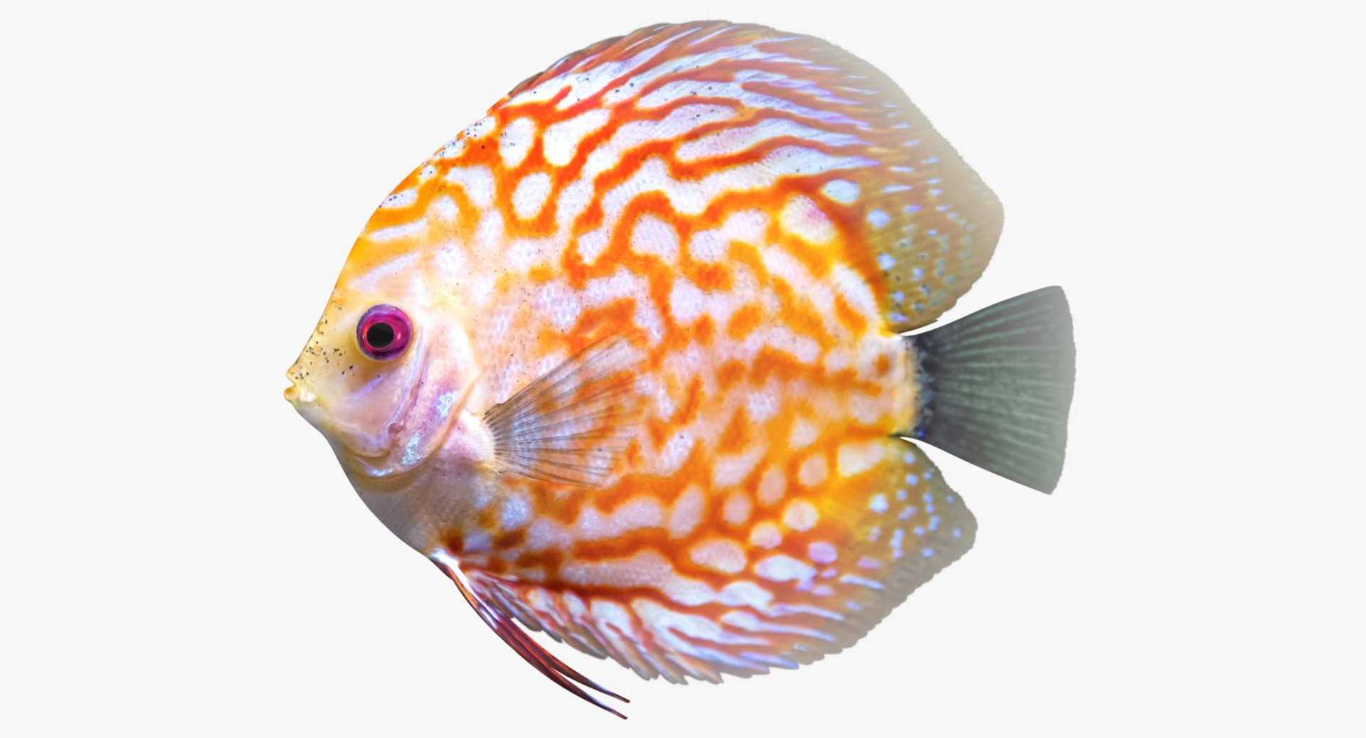 Discus Fish 2 Rigged 3D Model - TurboSquid 1285776