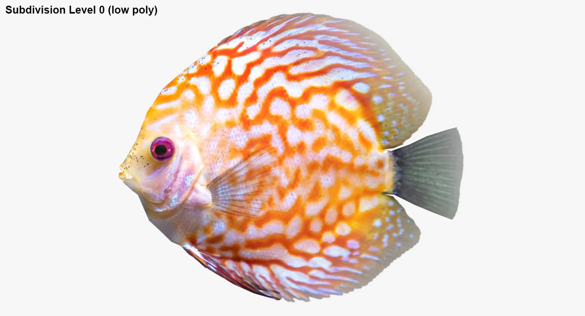 Discus Fish 2 Rigged 3D Model - TurboSquid 1285776
