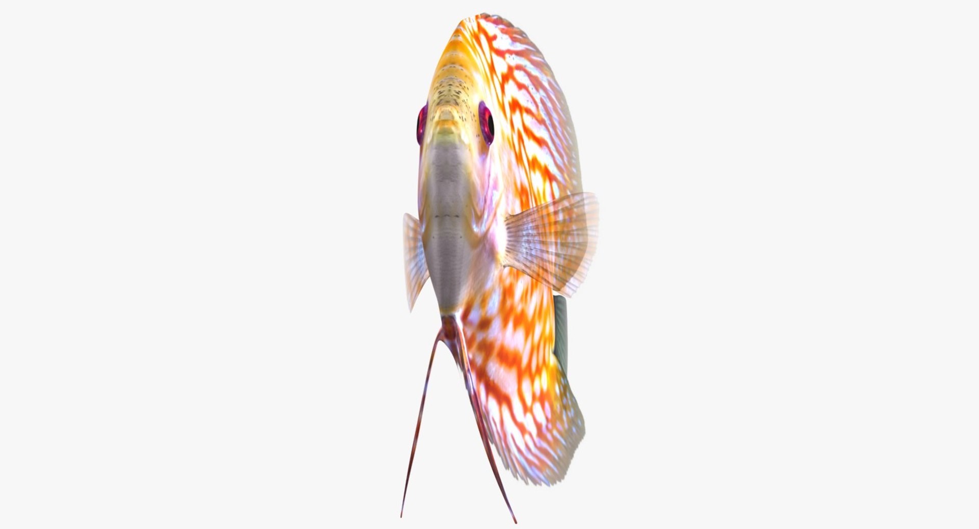 Discus Fish 2 Rigged 3D Model - TurboSquid 1285776