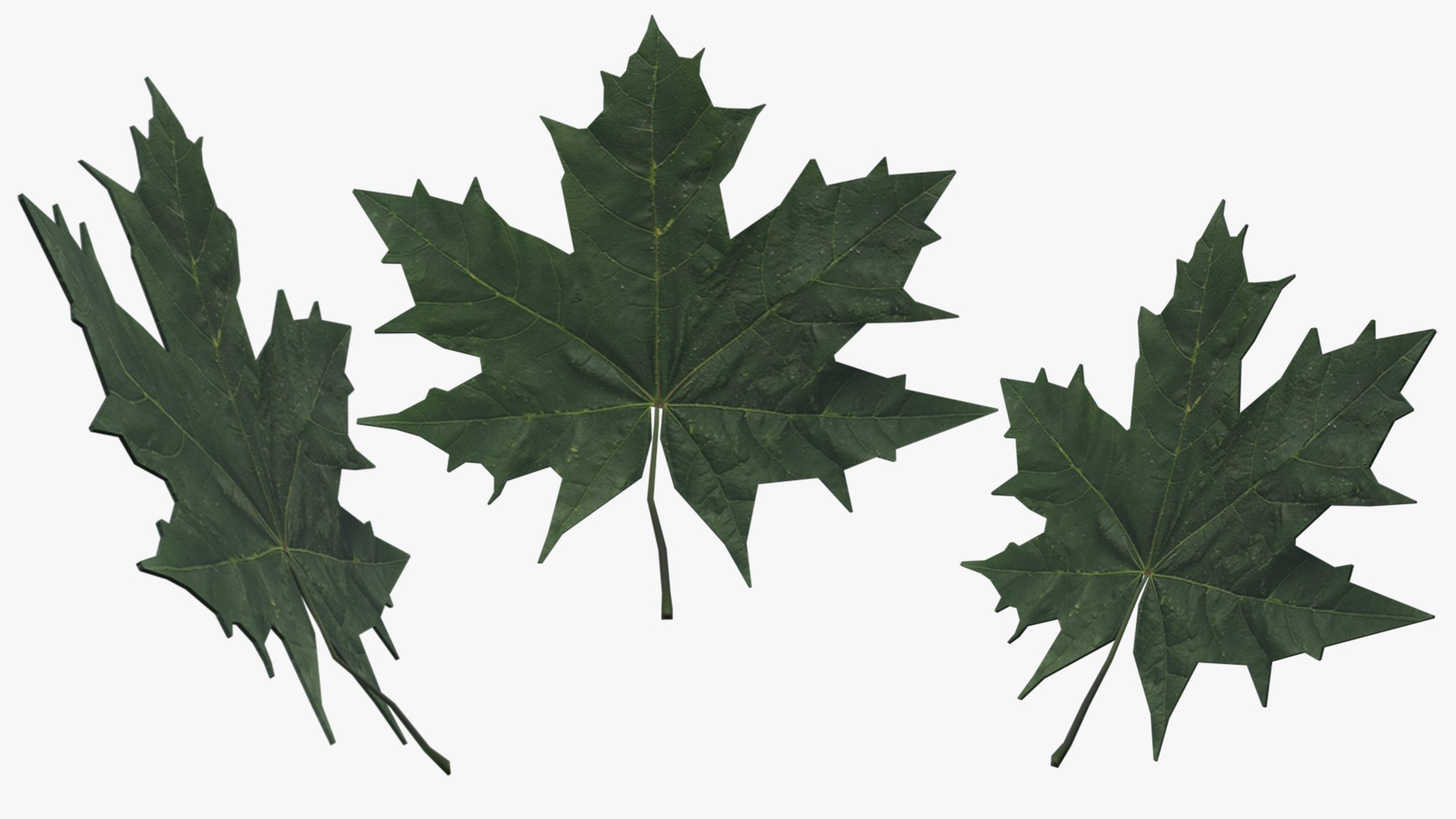 3D Maple Leaf Low-poly Textured 3d Model For Games Model - TurboSquid ...