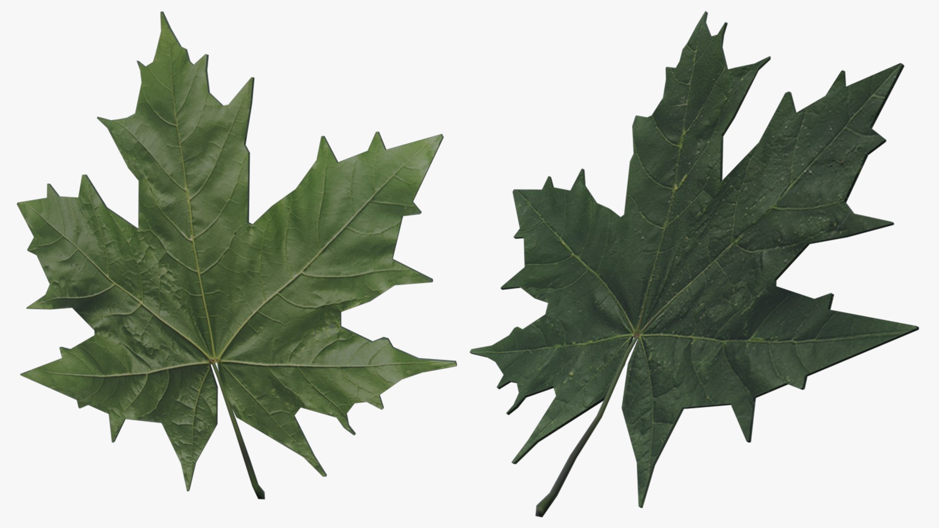 3D Maple Leaf Low-poly Textured 3d Model For Games Model - TurboSquid ...