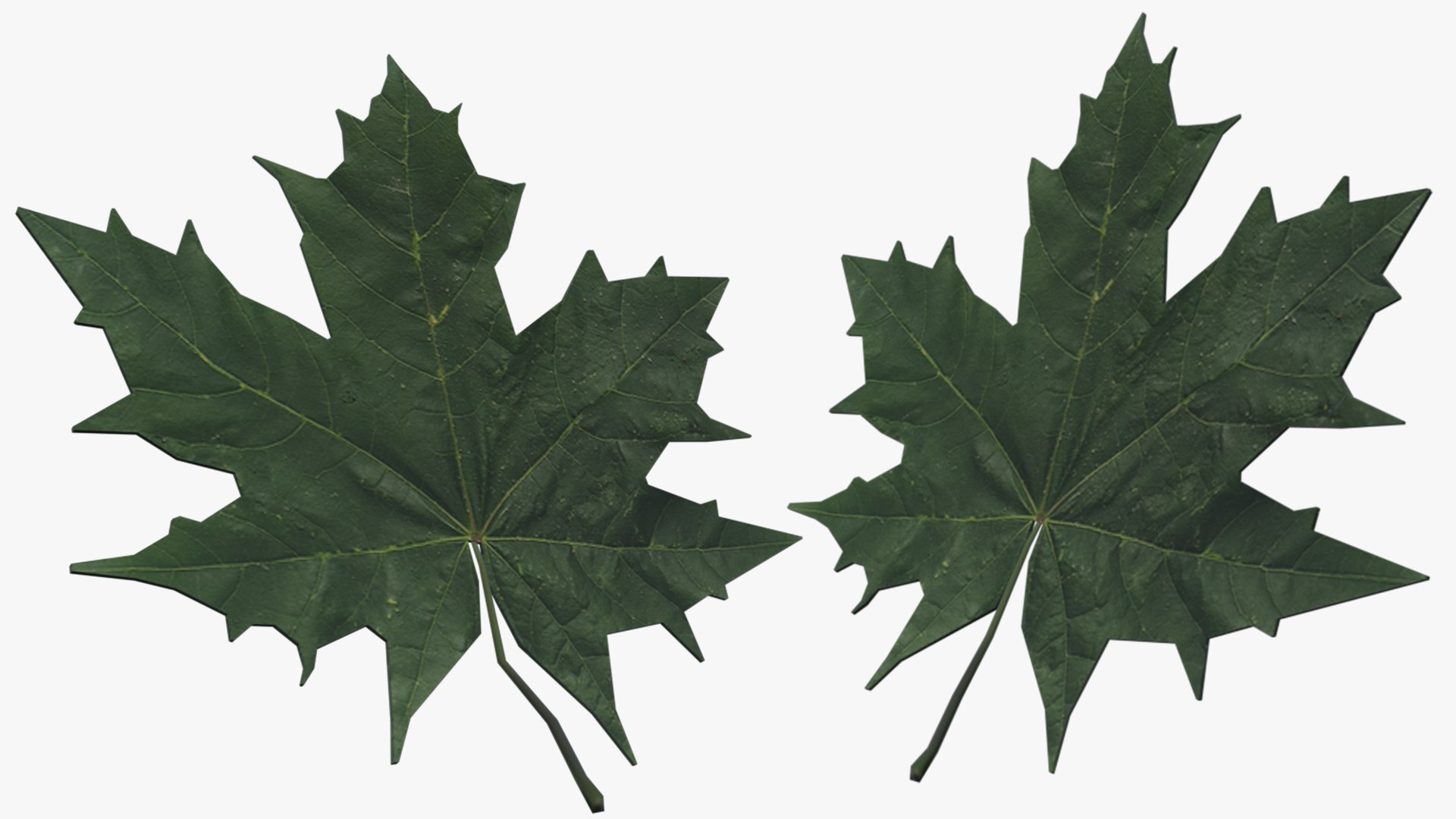 3D Maple Leaf Low-poly Textured 3d Model For Games Model - TurboSquid ...