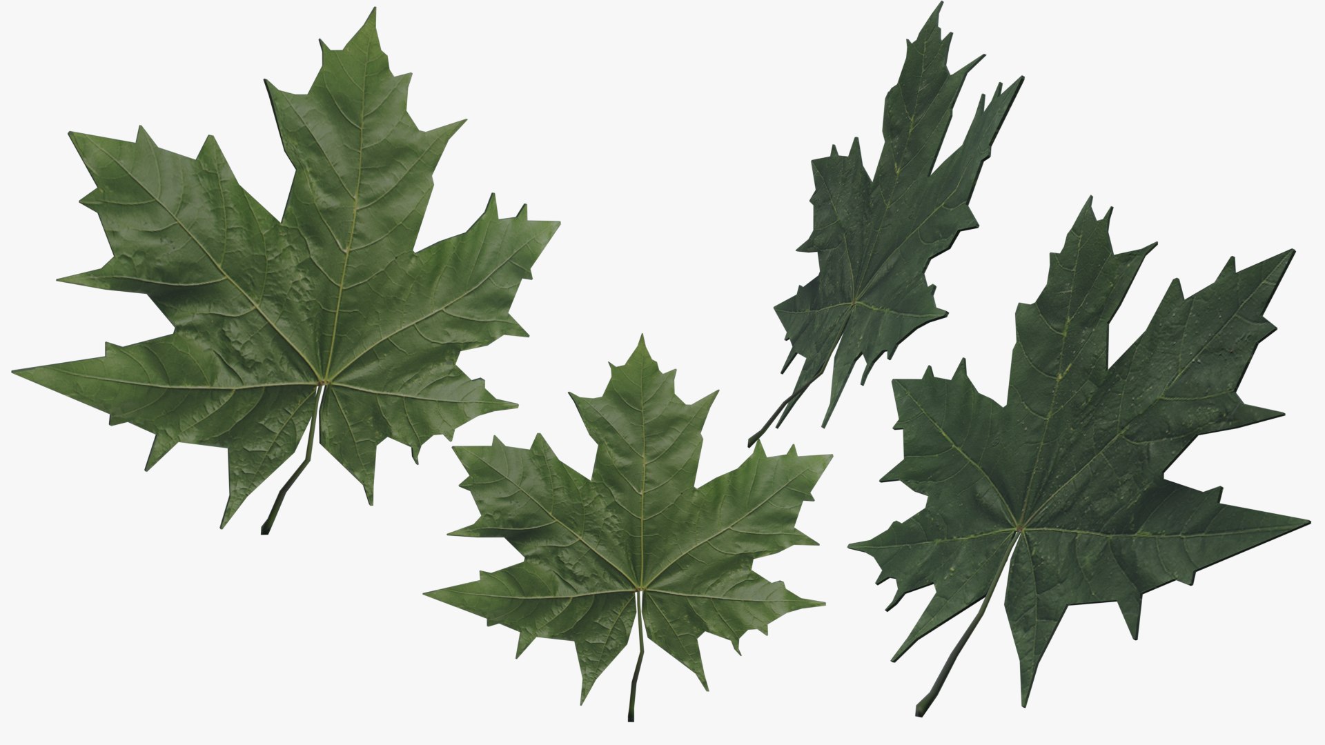3D Maple Leaf Low-poly Textured 3d Model For Games Model - TurboSquid ...